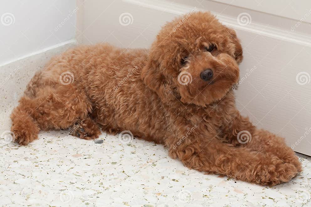 Toy Poodle with a Sad Expression 2 Stock Image - Image of sitting ...