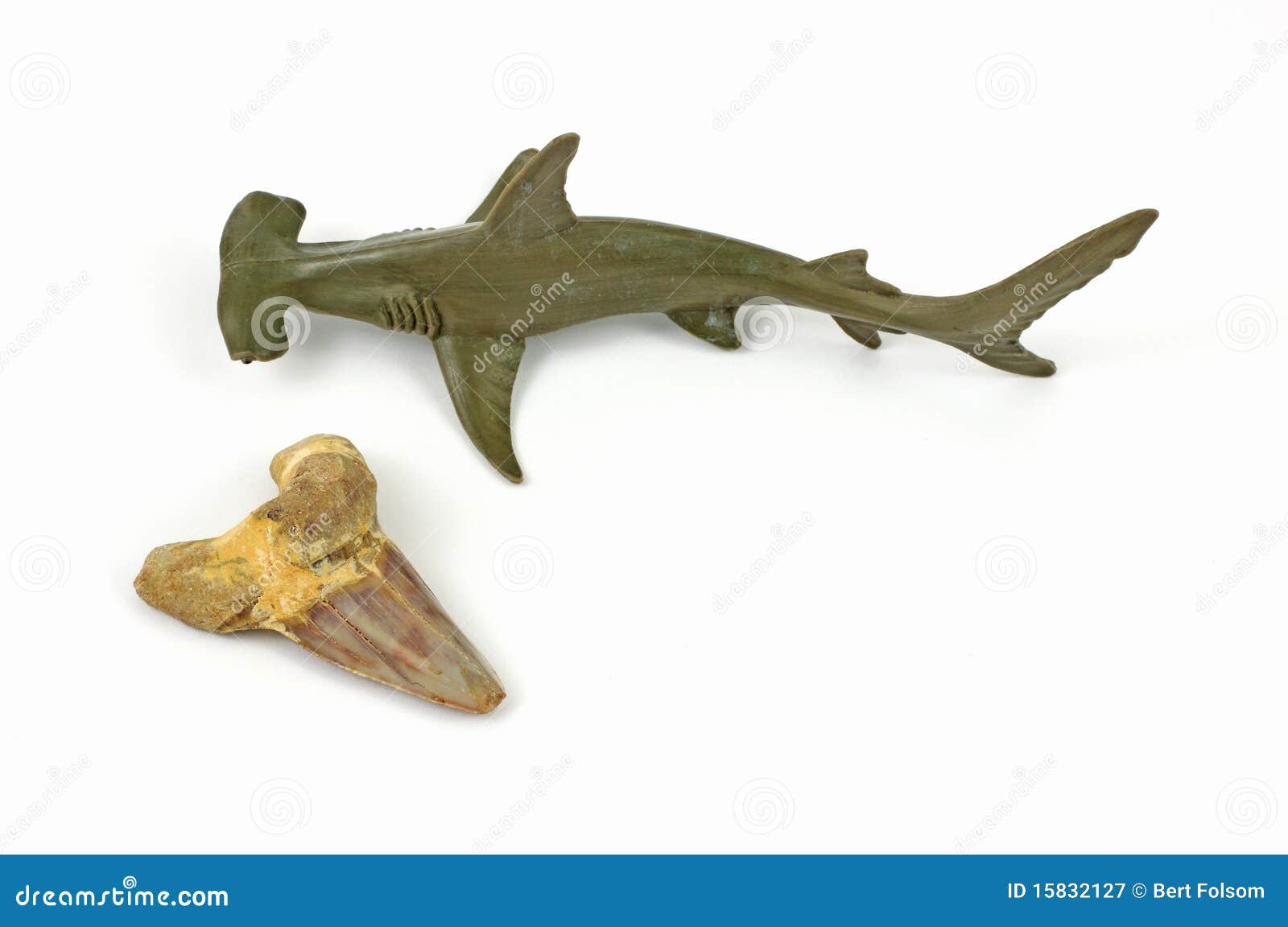 Hammerhead Shark Tooth