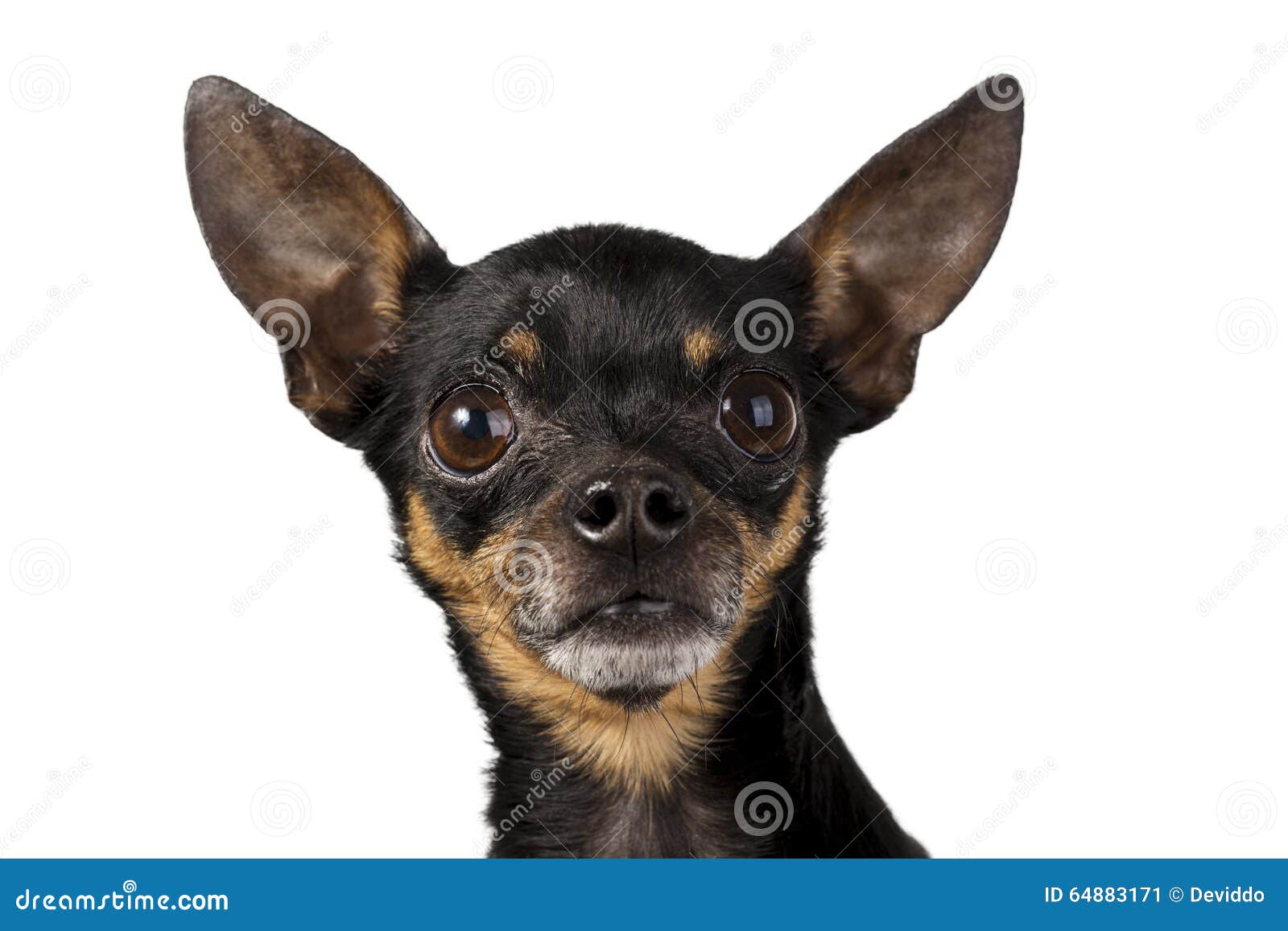 Toy terrier mini stock image. Image of face, muzzle, pets - 64883171