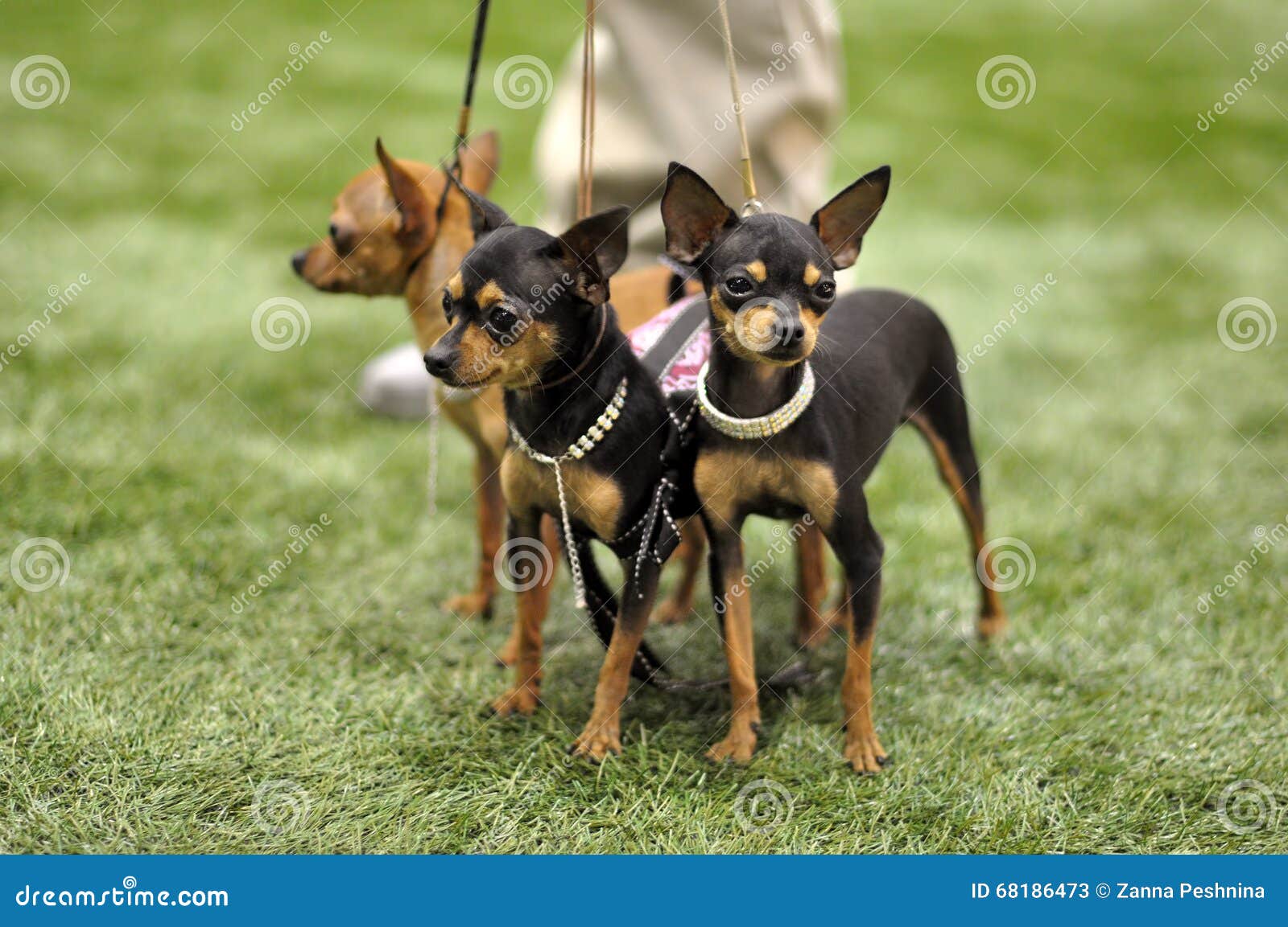 Toy Terriers dogs stock image. Image of dogs, breed, mammal - 68186473