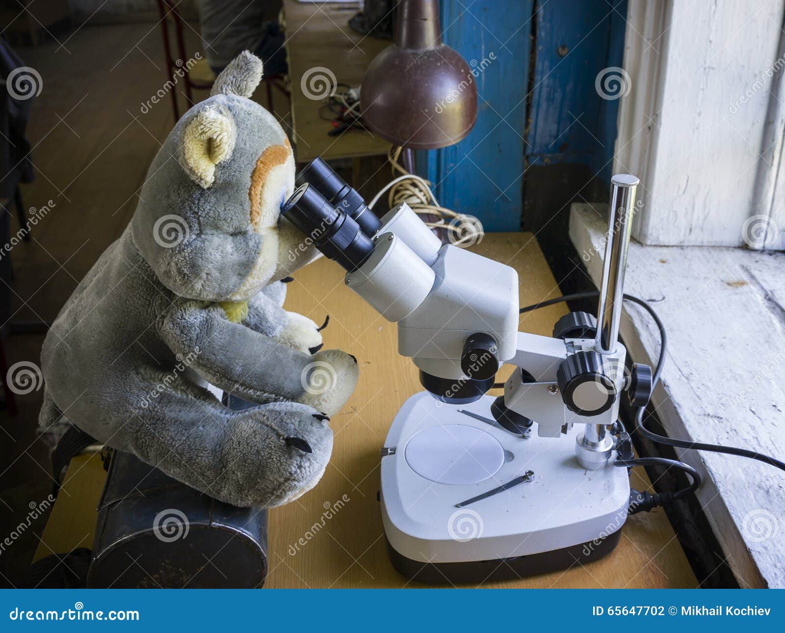 Toy Wolf Looks through a Microscope Stock Photo - Image of ...