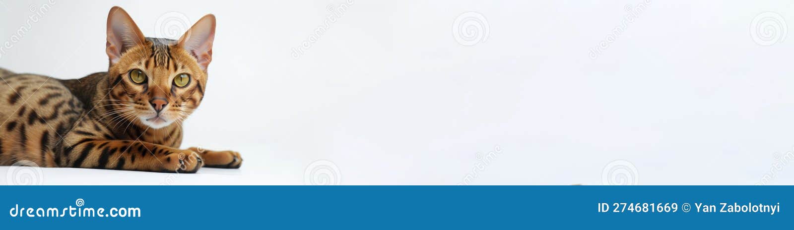 Toybob Stock Illustrations – 2 Toybob Stock Illustrations, Vectors ...