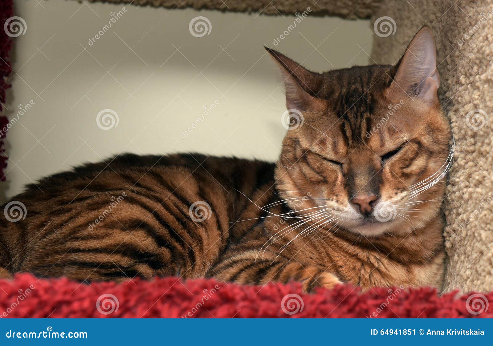 Toyger cat stock image. Image of feline, pretty, cute - 64941851