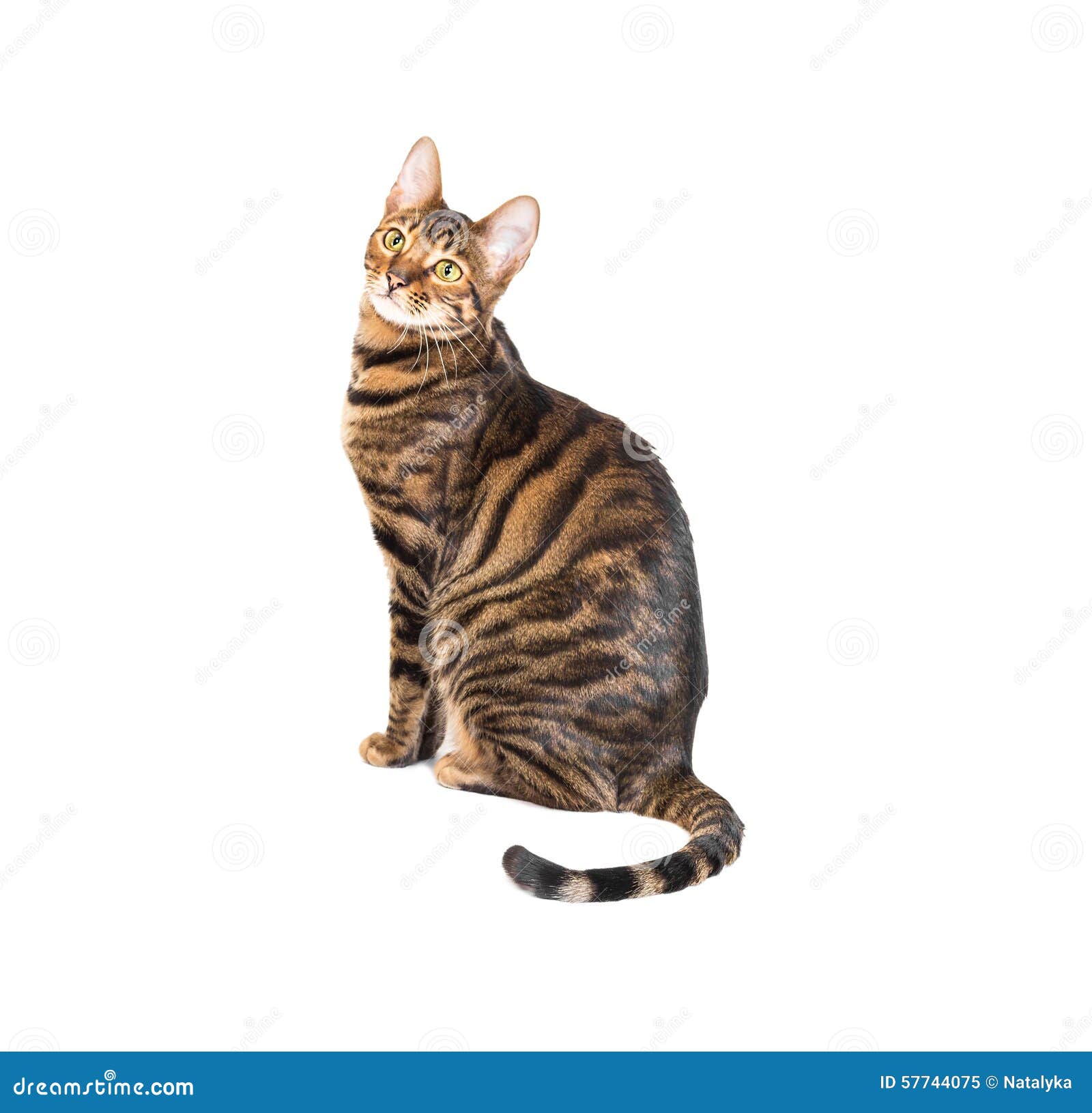 Toyger De La Raza Del Gato Aislado En Blanco Imagen de archivo - Imagen ...