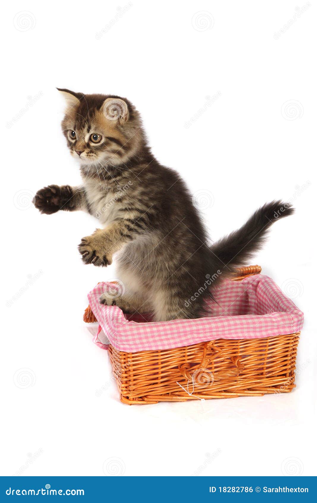 Toyger kitten stock photo. Image of bred, purebred, feline - 18282786