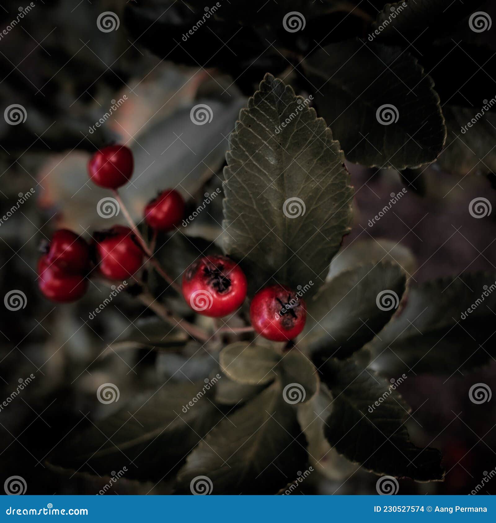 Toyon plant art stock photo. Image of leaf, tree, petal - 230527574