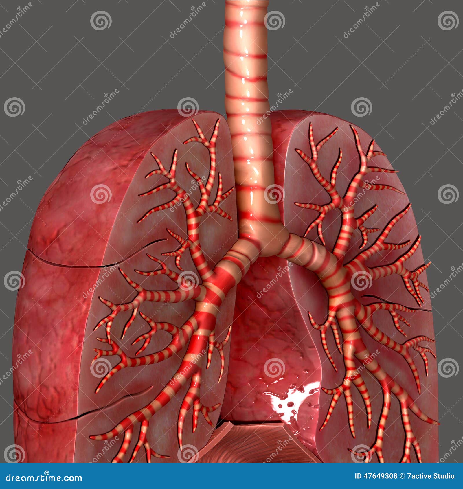 Tráquea stock de ilustración. Ilustración de inhalar - 47649308