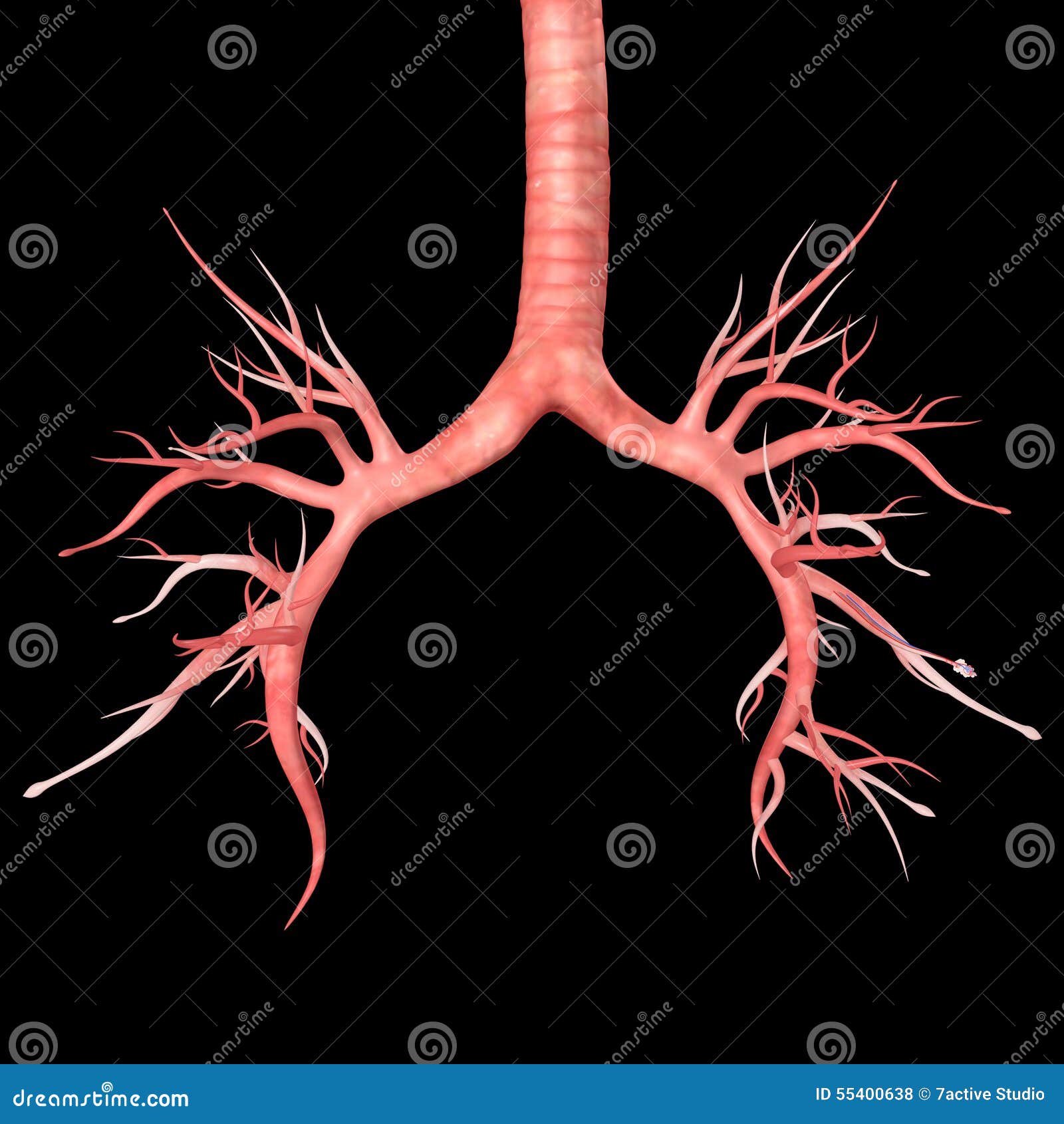 Tráquea stock de ilustración. Ilustración de respiratorio - 55400638