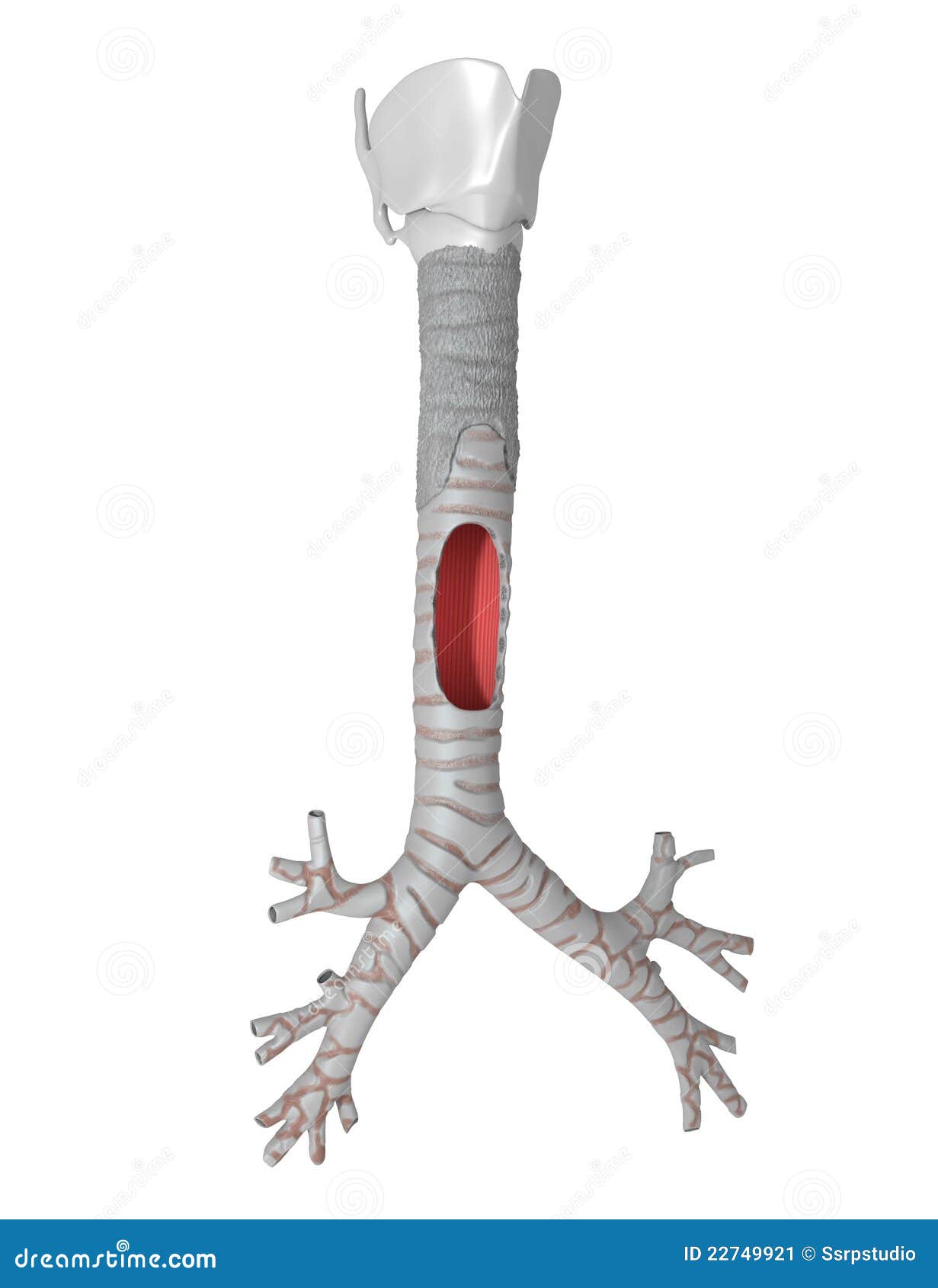 Tráquea - Sistema Pulmonar Imagen de archivo - Imagen: 22749921