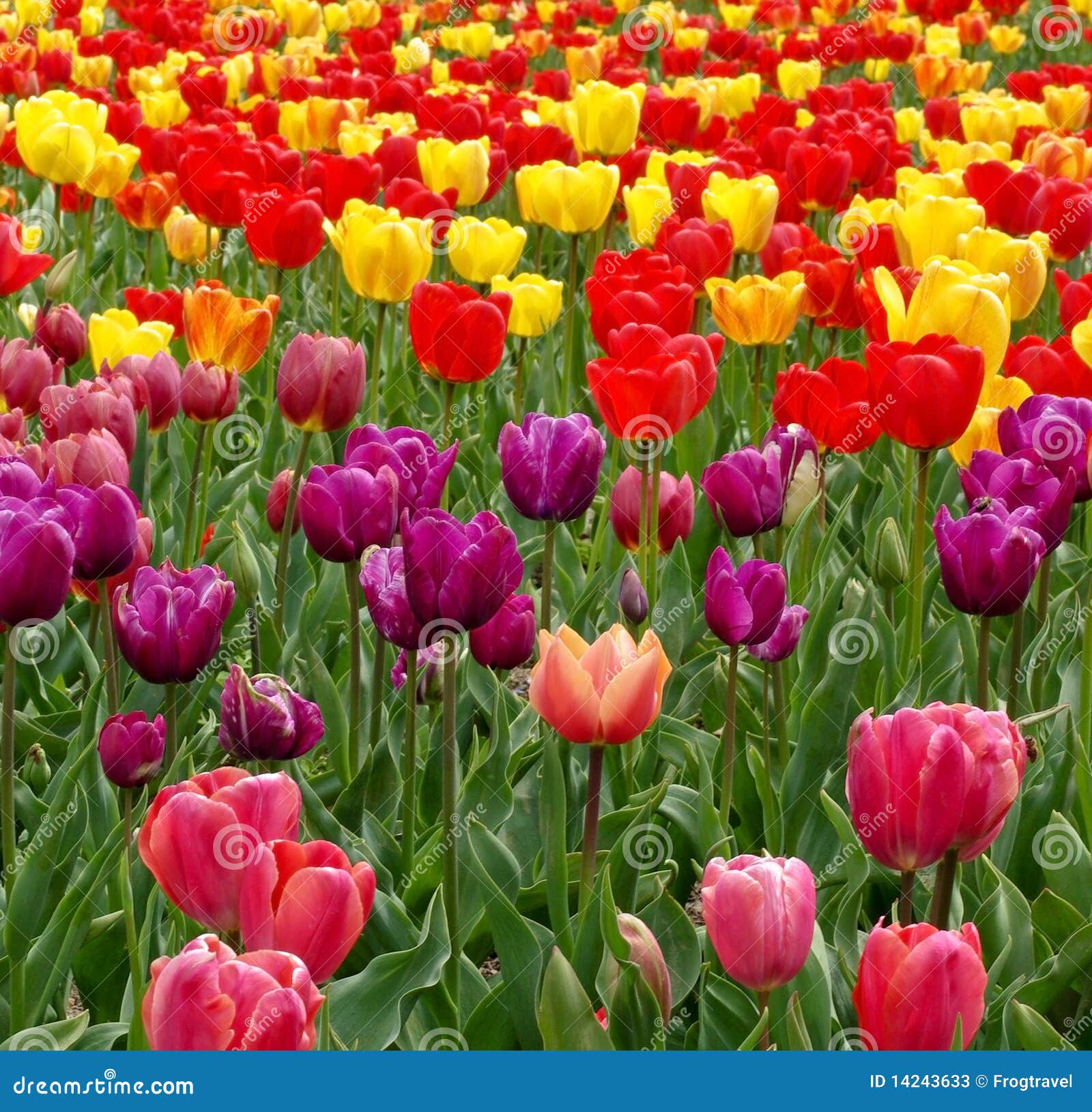 Trädgårds- tulpan fotografering för bildbyråer. Bild av livligt - 14243633