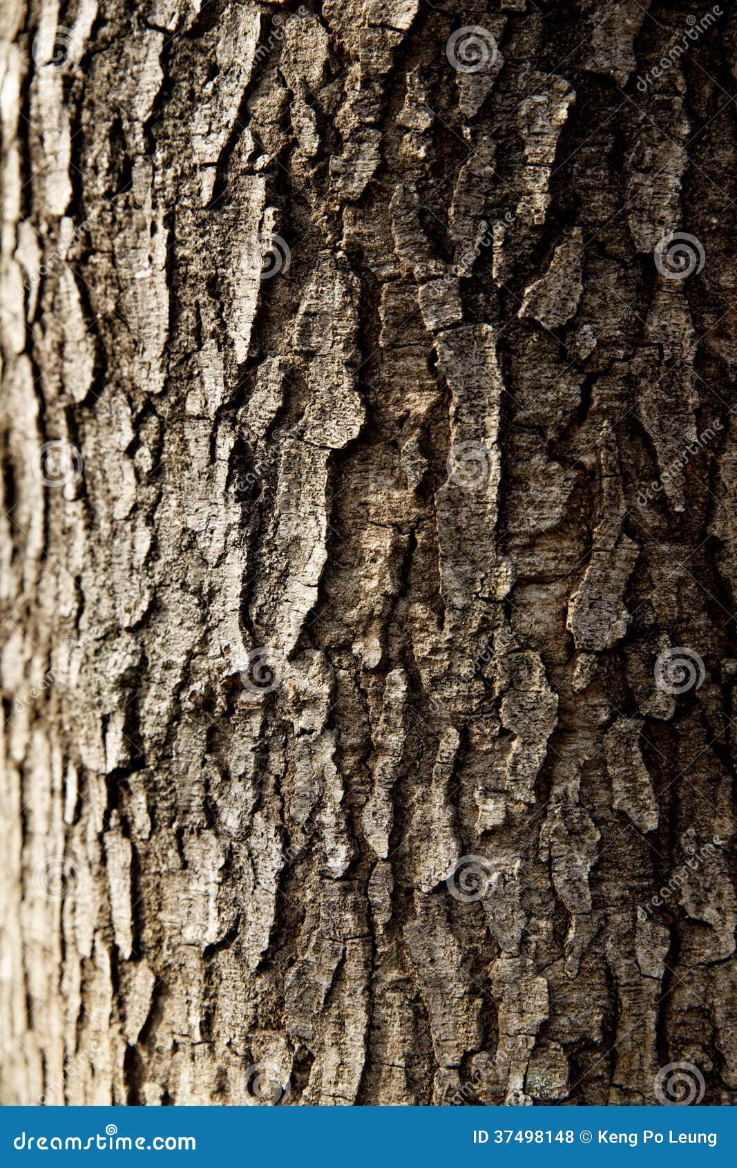 Trädstam arkivfoto. Bild av thick, stam, barkeeperen - 37498148