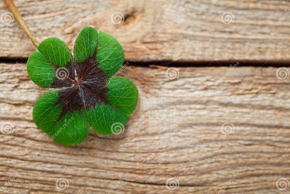Trèfle chanceux image stock. Image du vert, simple, copie - 27761163