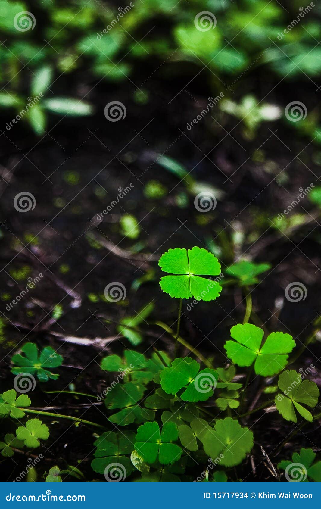 Trèfle Chanceux De Quatre Lames Photo stock - Image du centrale ...