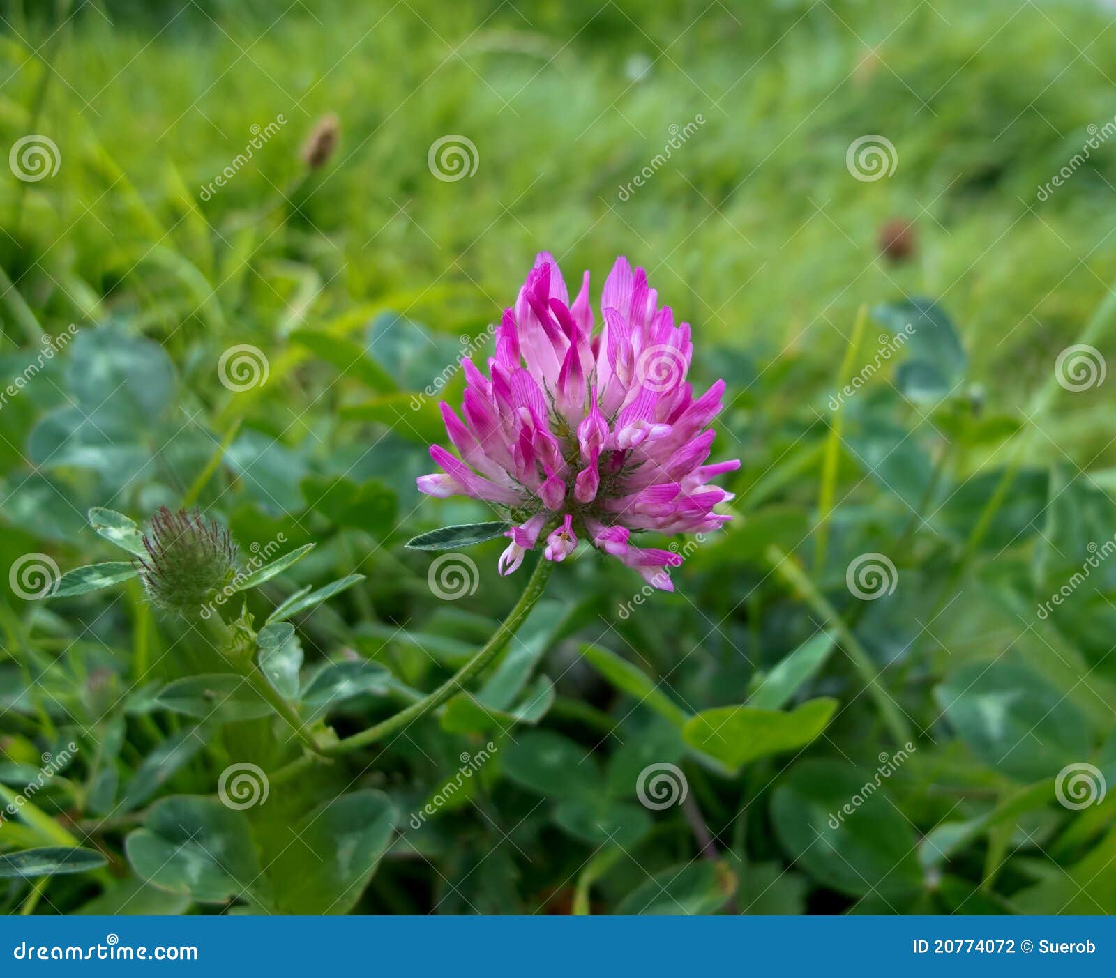 Trèfle violet photo stock. Image du campagne, étude, fleur - 20774072