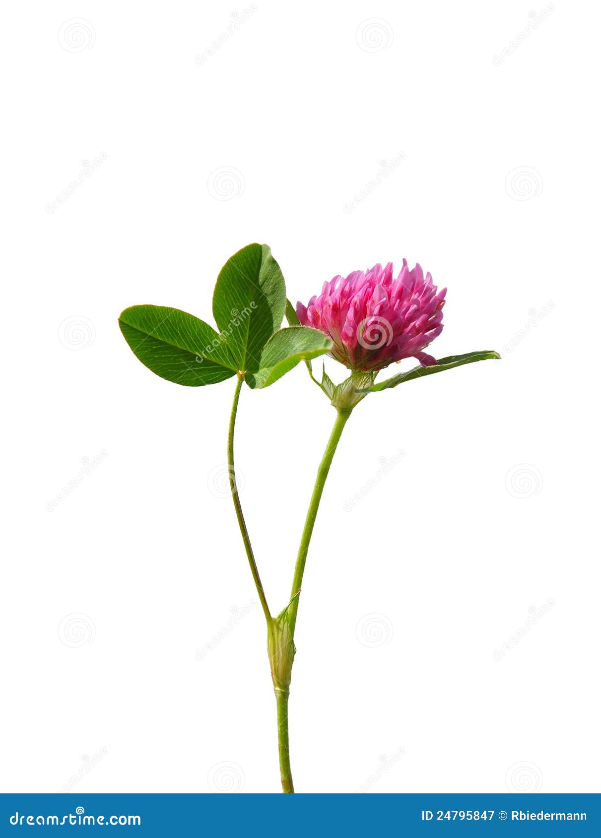 Trèfle Violet (pratense De Trifolium) Image stock - Image du flore ...