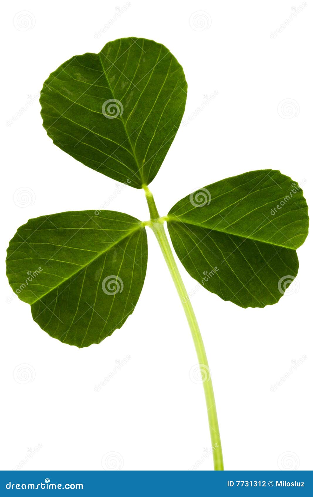 Trébol foto de archivo. Imagen de hoja, hierba, verde - 7731312