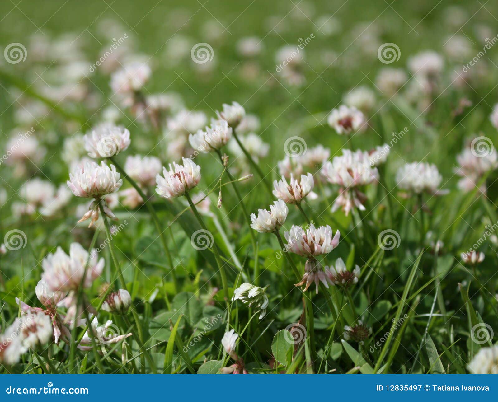 Trébol blanco imagen de archivo. Imagen de curva, flora - 12835497