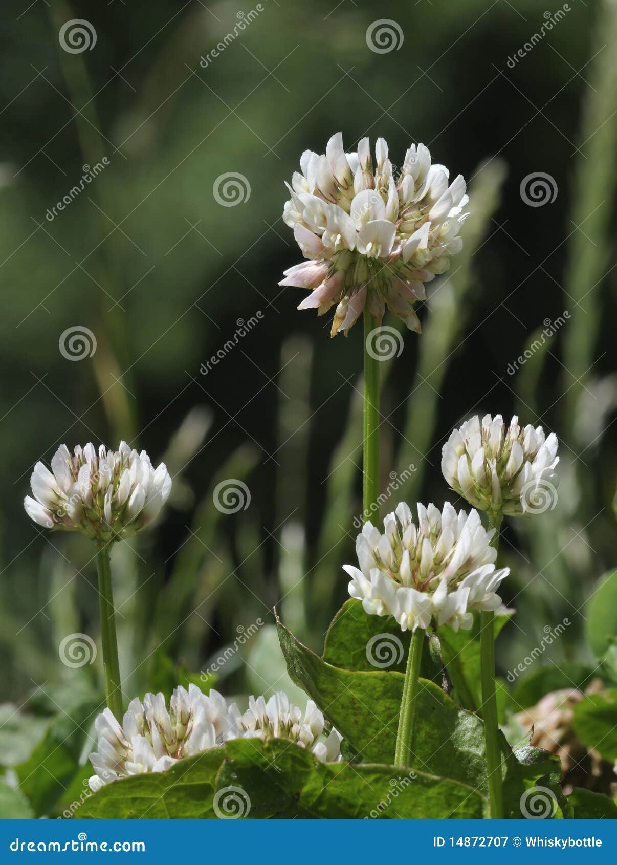 Trébol Blanco - Repens Del Trifolium Imagen de archivo - Imagen de ...