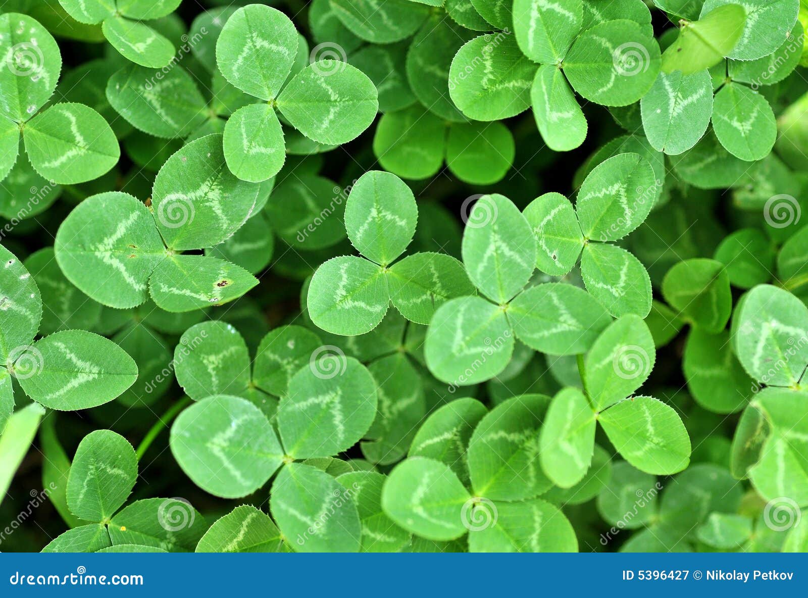 Tréboles imagen de archivo. Imagen de afortunado, wallpaper - 5396427