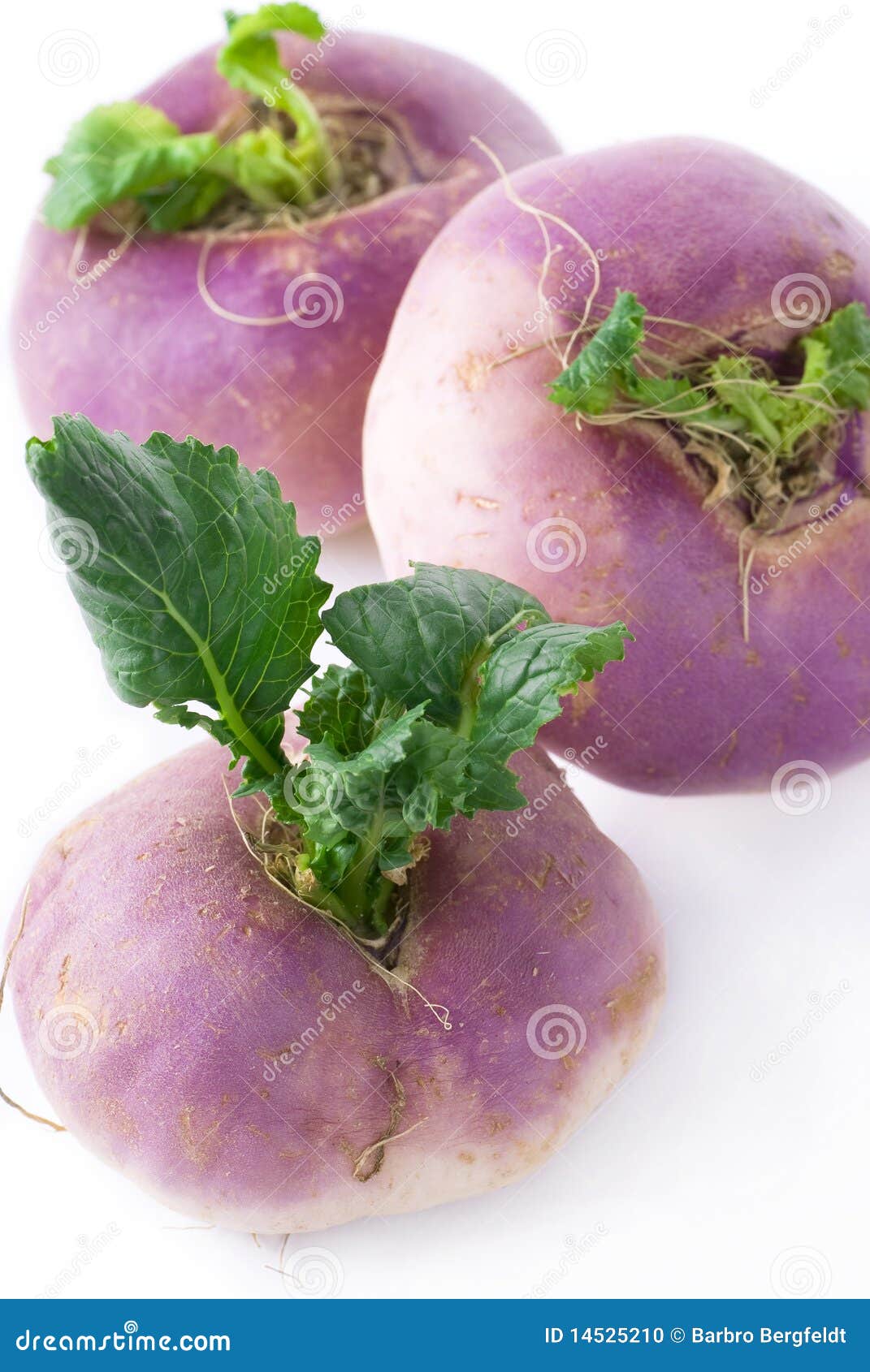 Três nabos foto de stock. Imagem de grupo, nabo, três - 14525210