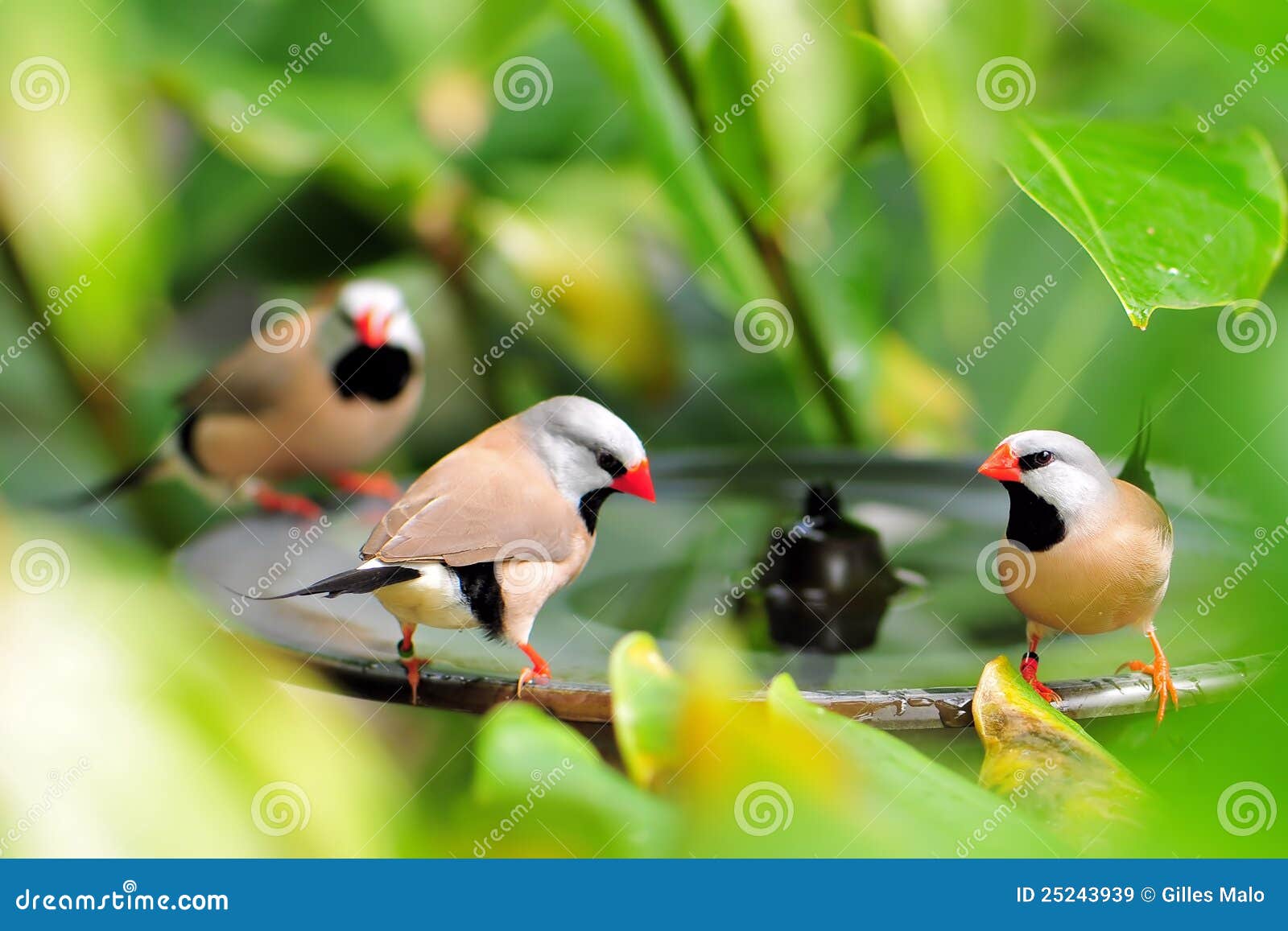 Três Pássaros Long-tailed Do Passarinho Imagem de Stock - Imagem de ...