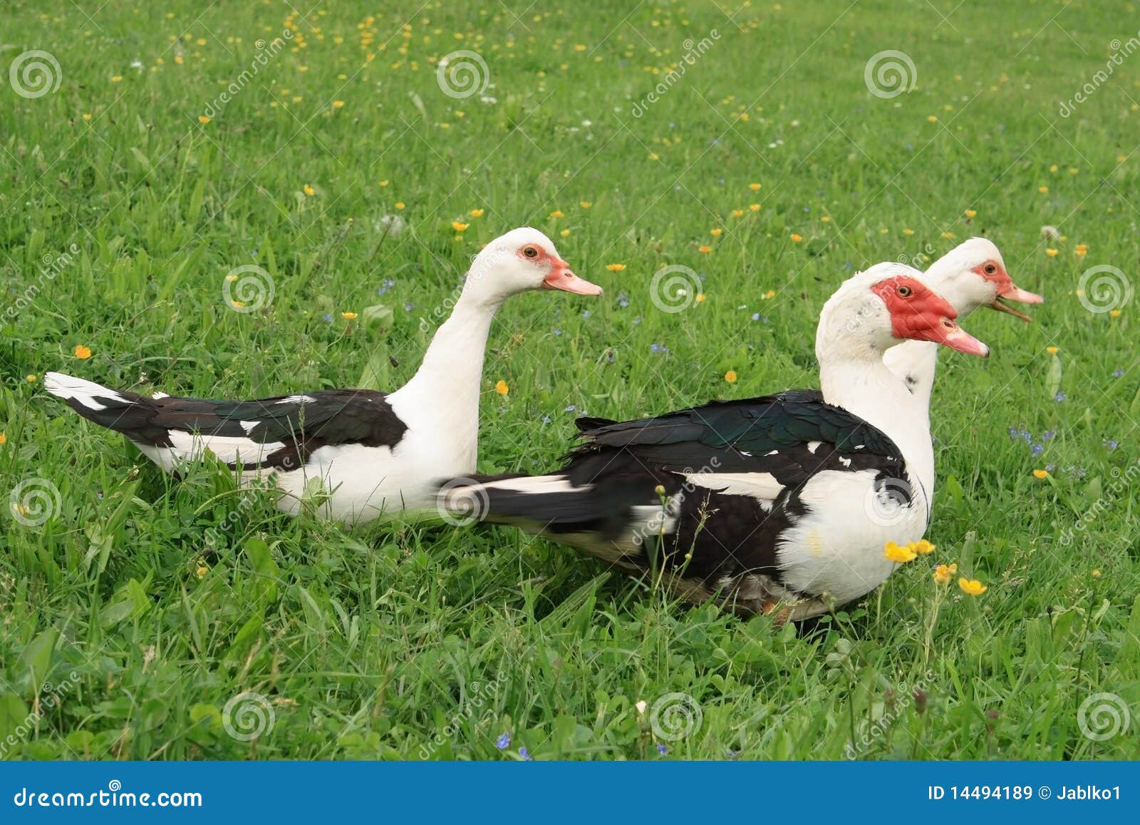 Três patos chineses imagem de stock. Imagem de fêmea - 14494189