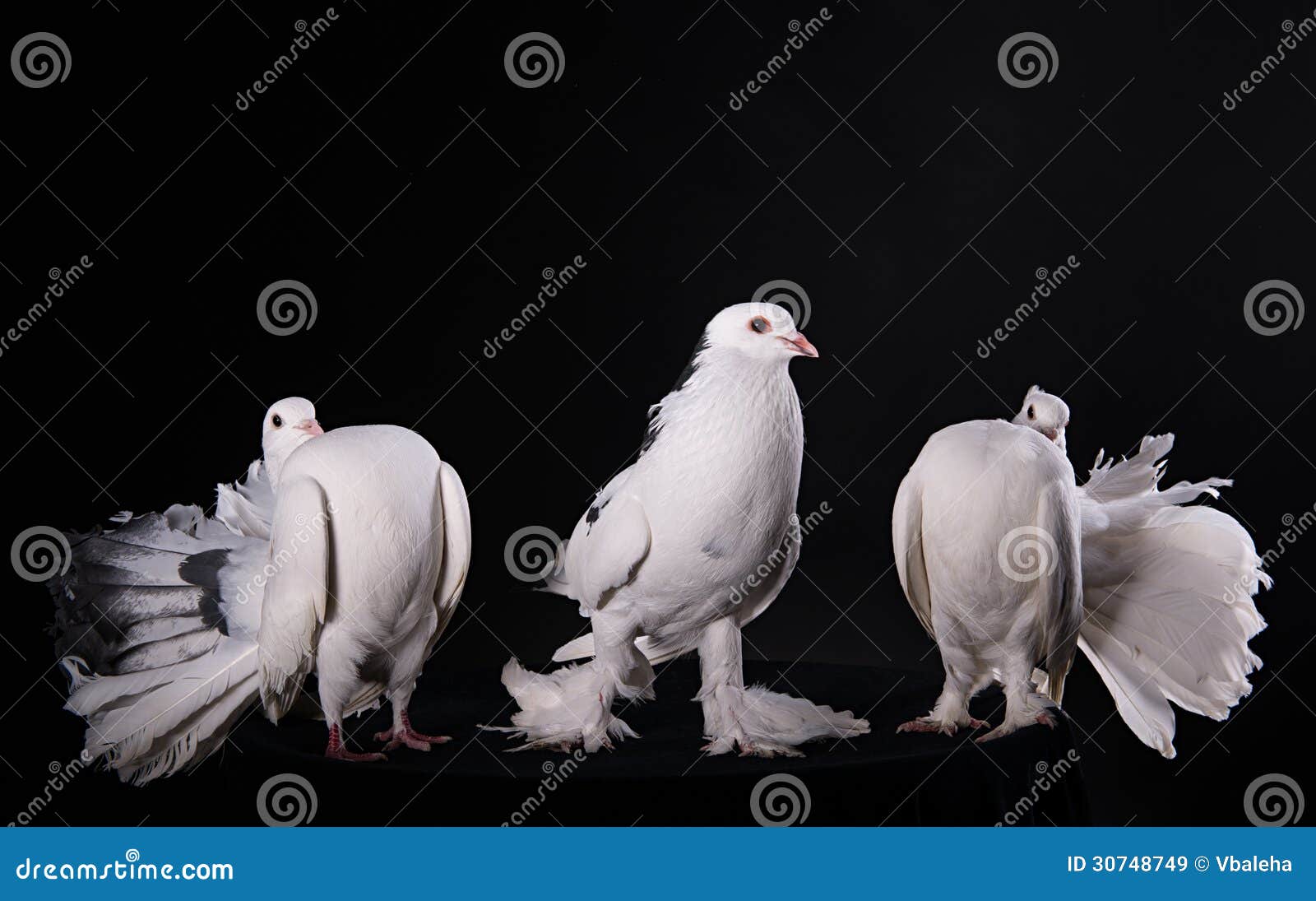 Três pombos brancos imagem de stock. Imagem de liberdade - 30748749