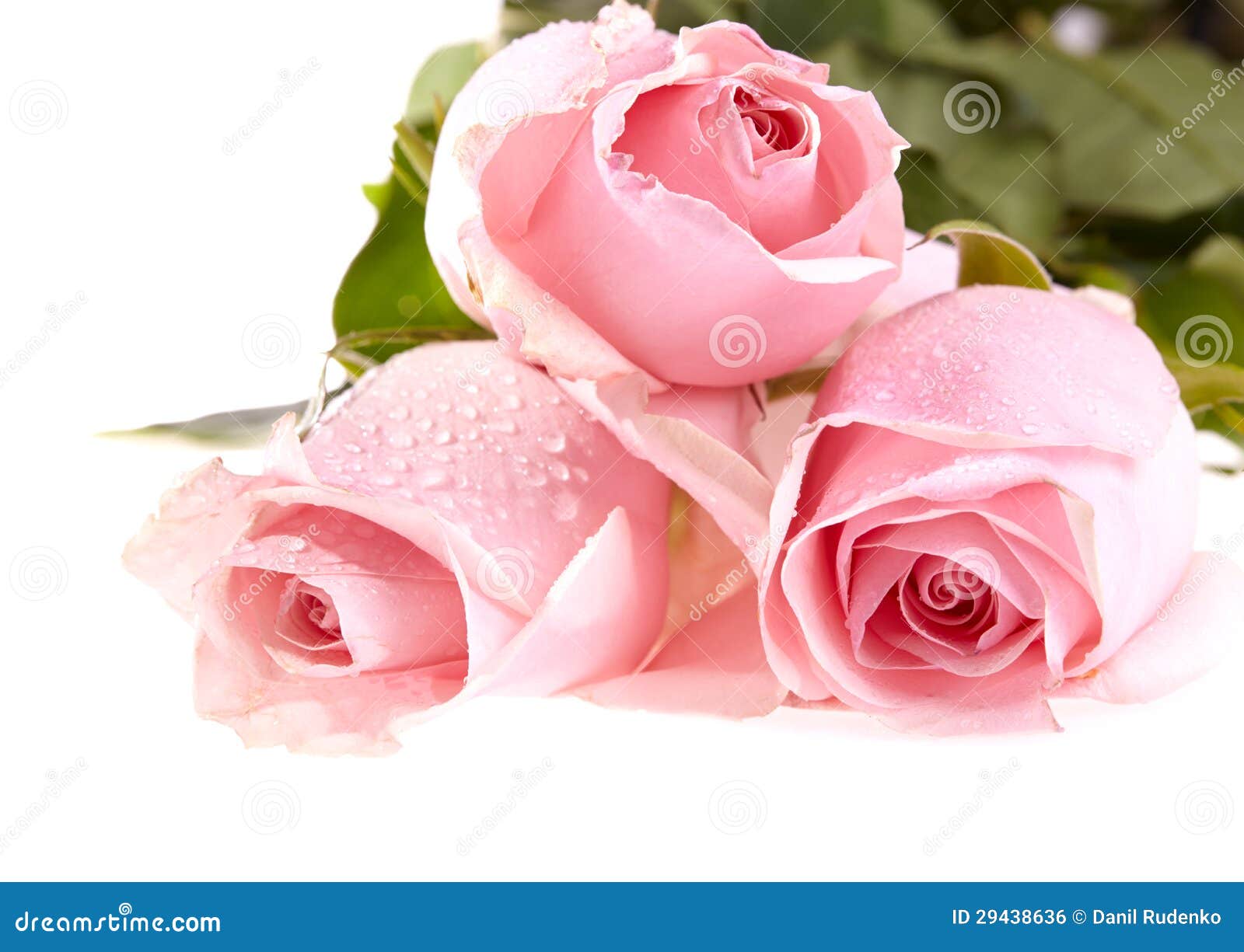 Três Rosas Cor-de-rosa Com Gotas Da água. Foto de Stock - Imagem de ...