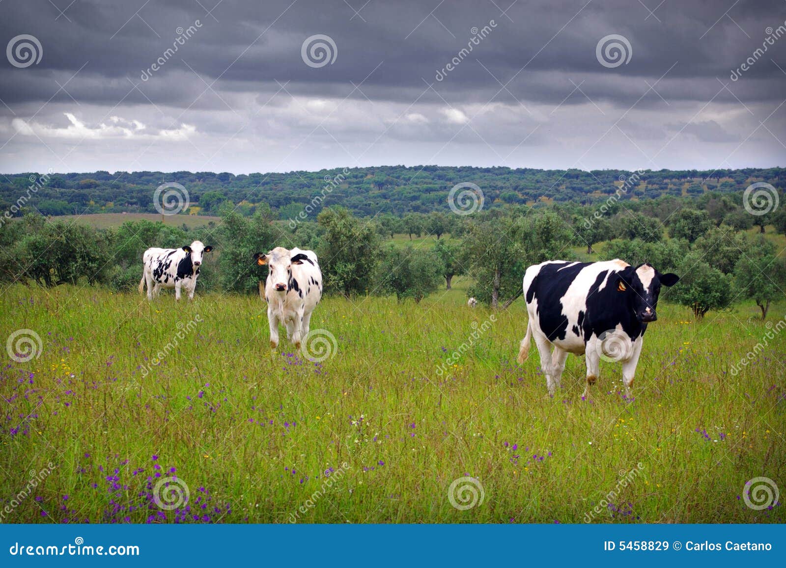 Três vacas imagem de stock. Imagem de olhar, rebanho, leitoso - 5458829