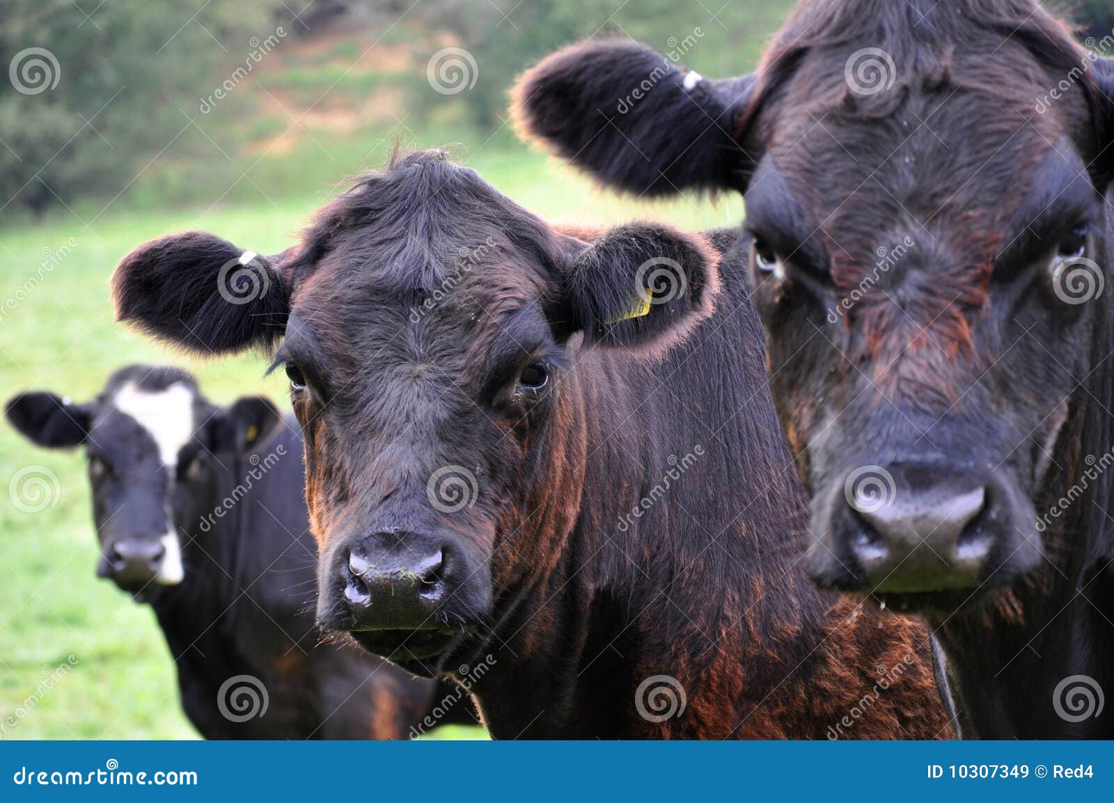 Trío de vacas imagen de archivo. Imagen de ganado, agricultura - 10307349