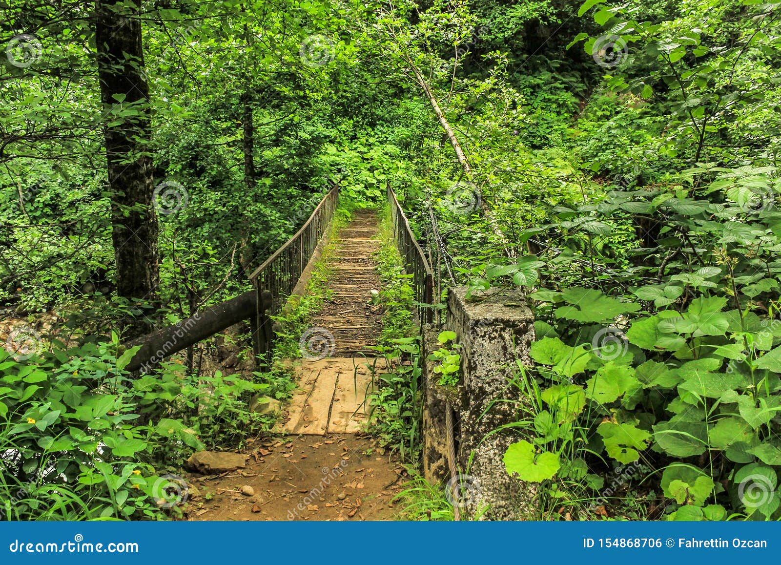 Tr?bro i tropisk regnskog arkivfoto. Bild av naturligt - 154868706