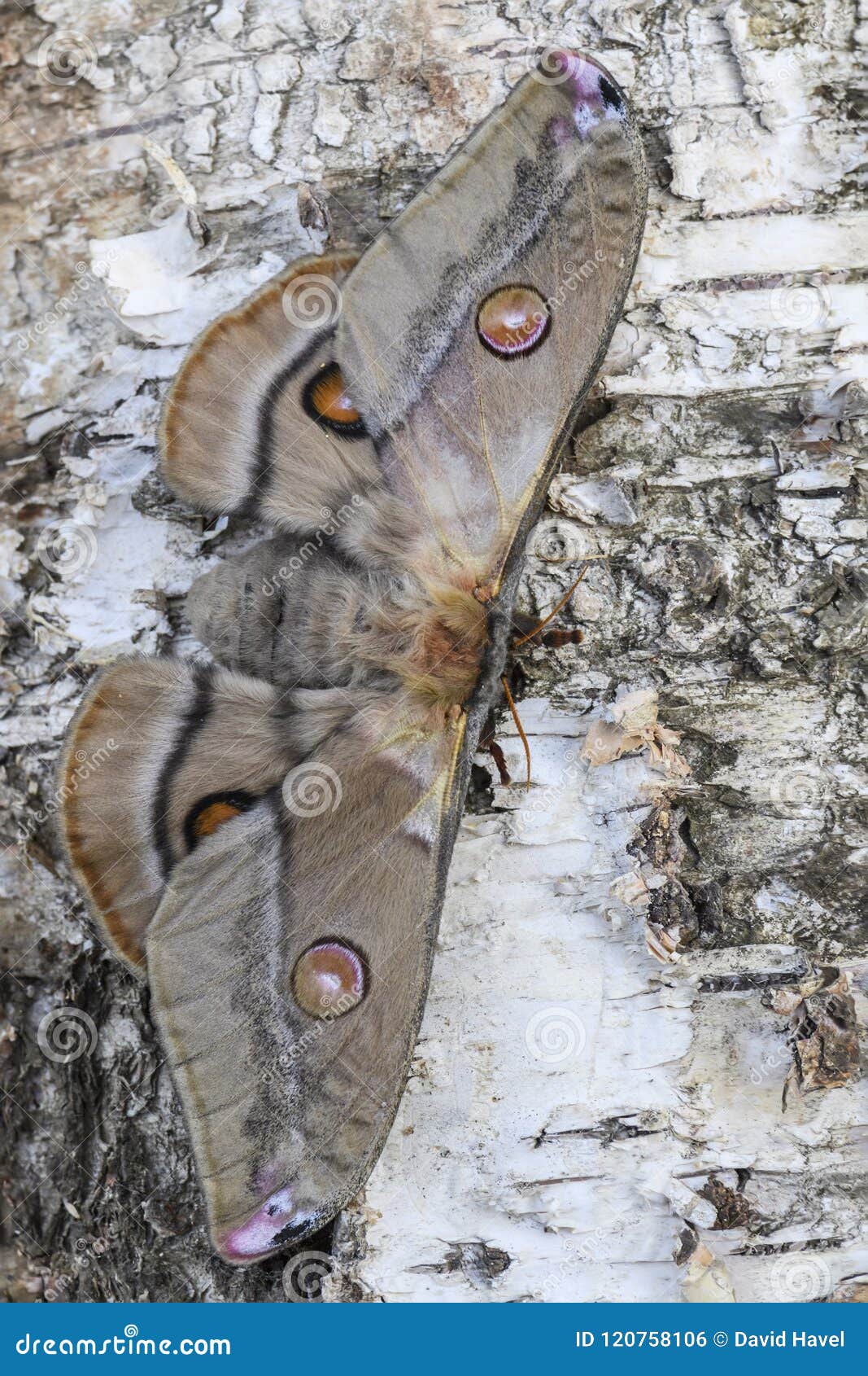 Traça Da Goma Do Imperador - Eucaliptos De Opodiphthera Foto de Stock ...
