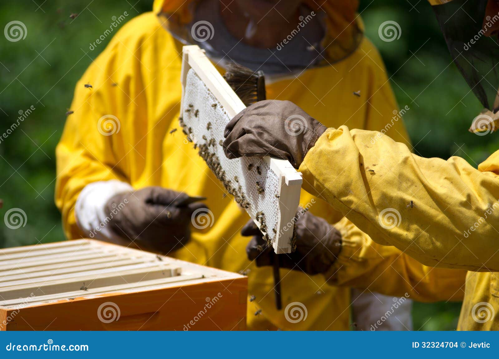Trabajo de los Apiarists foto de archivo. Imagen de granja - 32324704