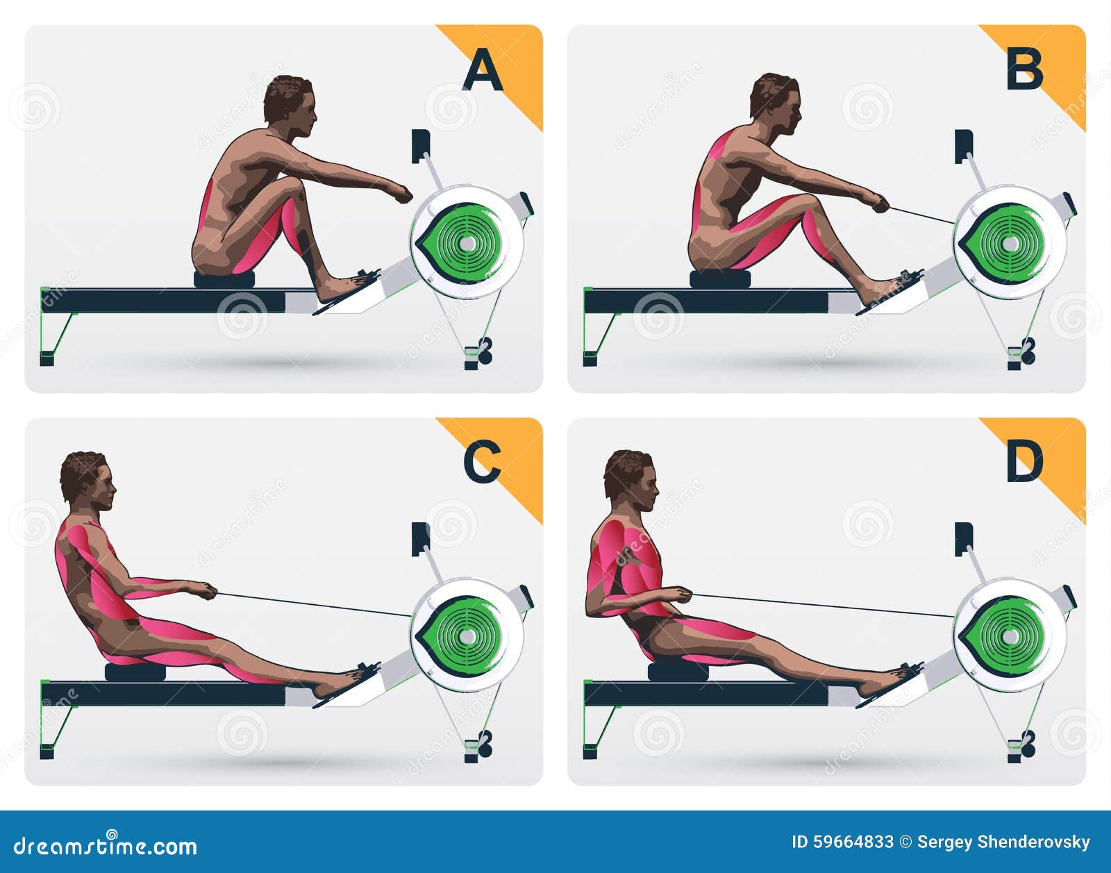 Trabajo Del Músculo Sobre El Rowing Ilustración del Vector ...