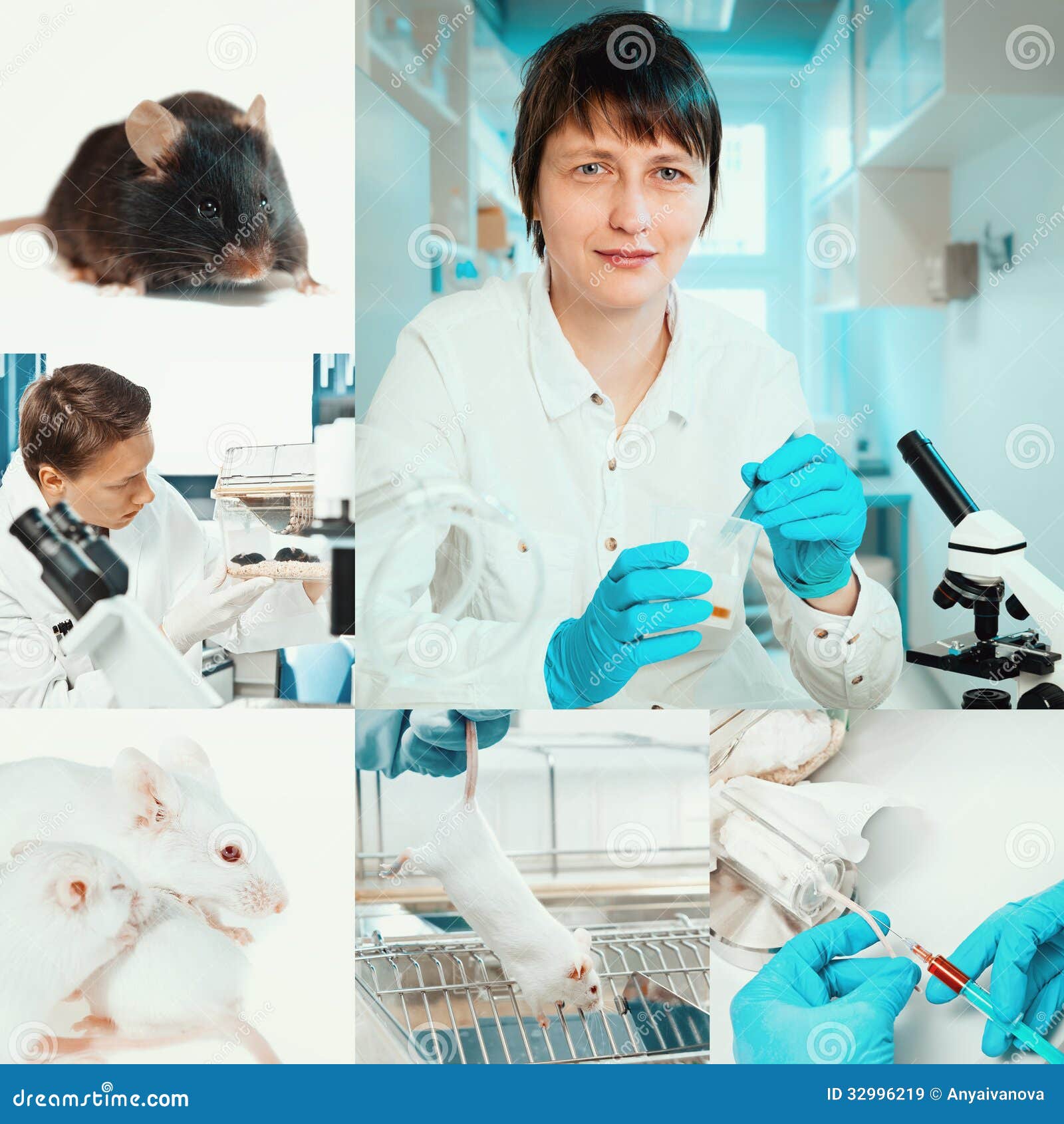 Trabajo Experimental Con Los Ratones Imagen de archivo - Imagen de cola ...