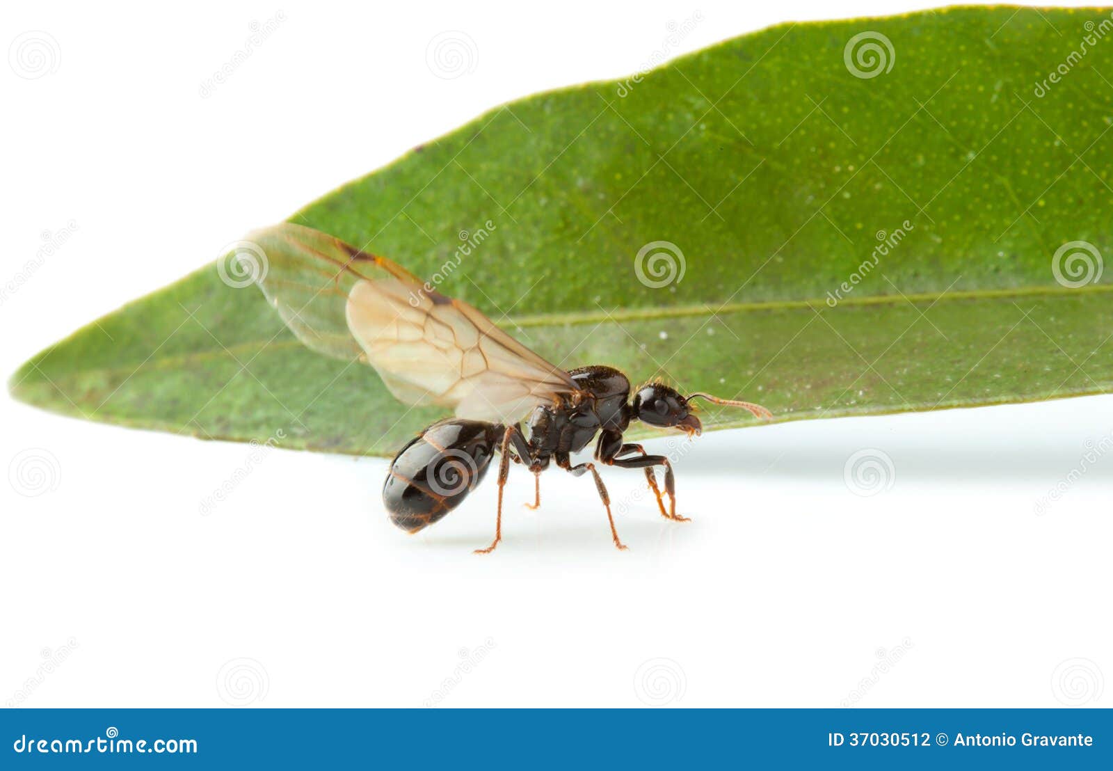 Trabalhador Voado Da Formiga Com Folha Verde Foto de Stock - Imagem de ...