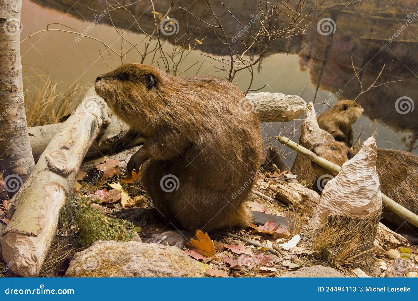 Trabalho dos castores imagem de stock. Imagem de canadense - 24494113