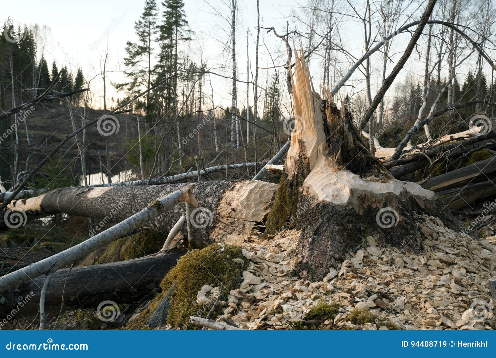 Trace after Beaver, Damage on Birch Stock Image - Image of castor ...