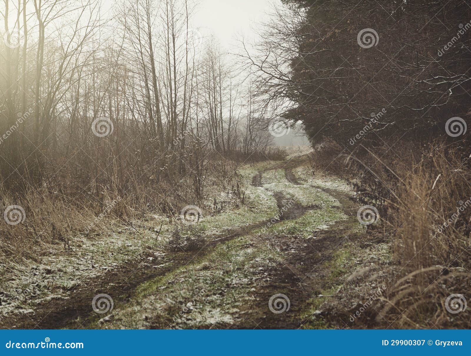 Trace from an Cars in Forest Stock Image - Image of snowcovered, cold ...