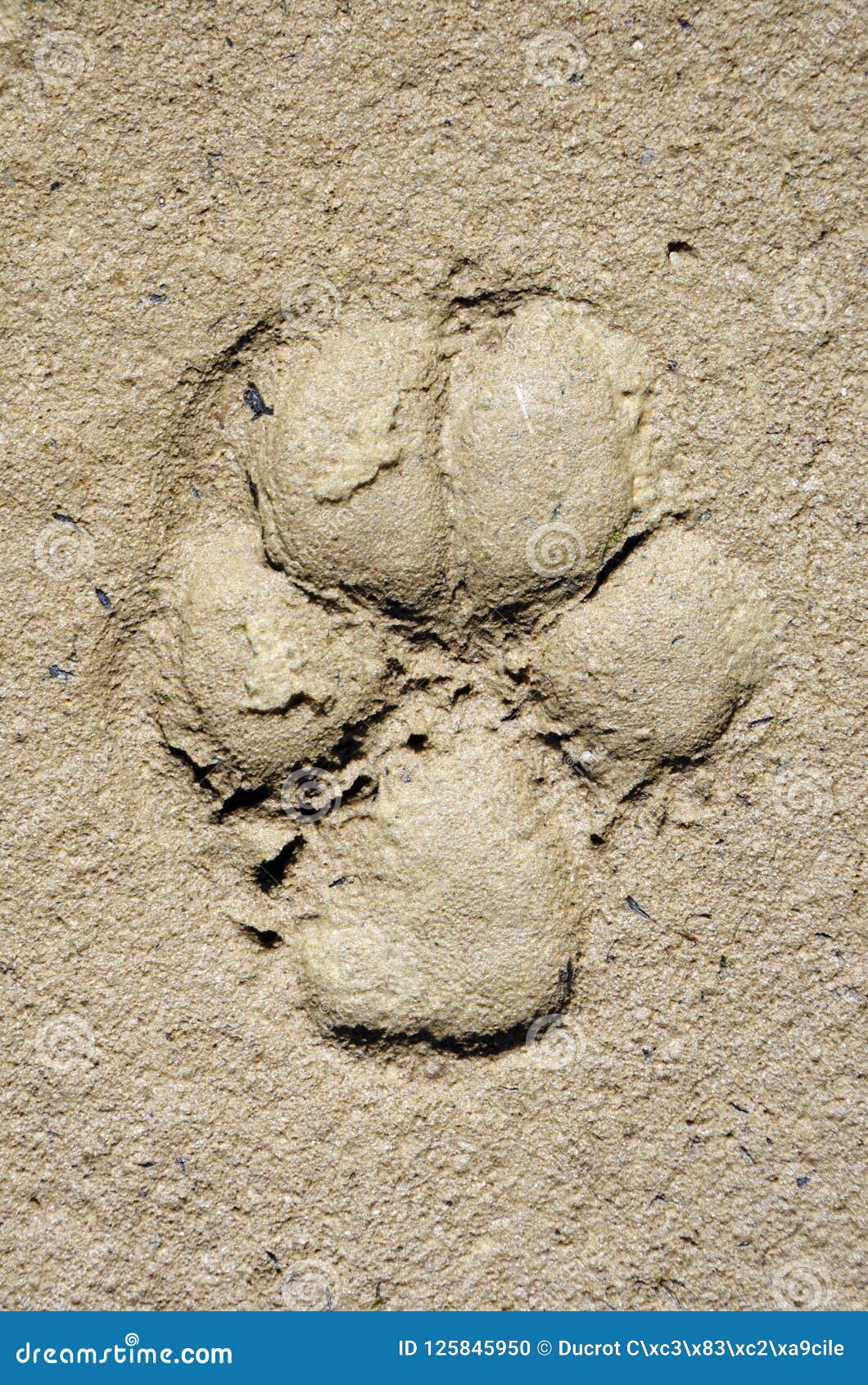 Trace de lynx photo stock. Image du été, trace, nature - 125845950