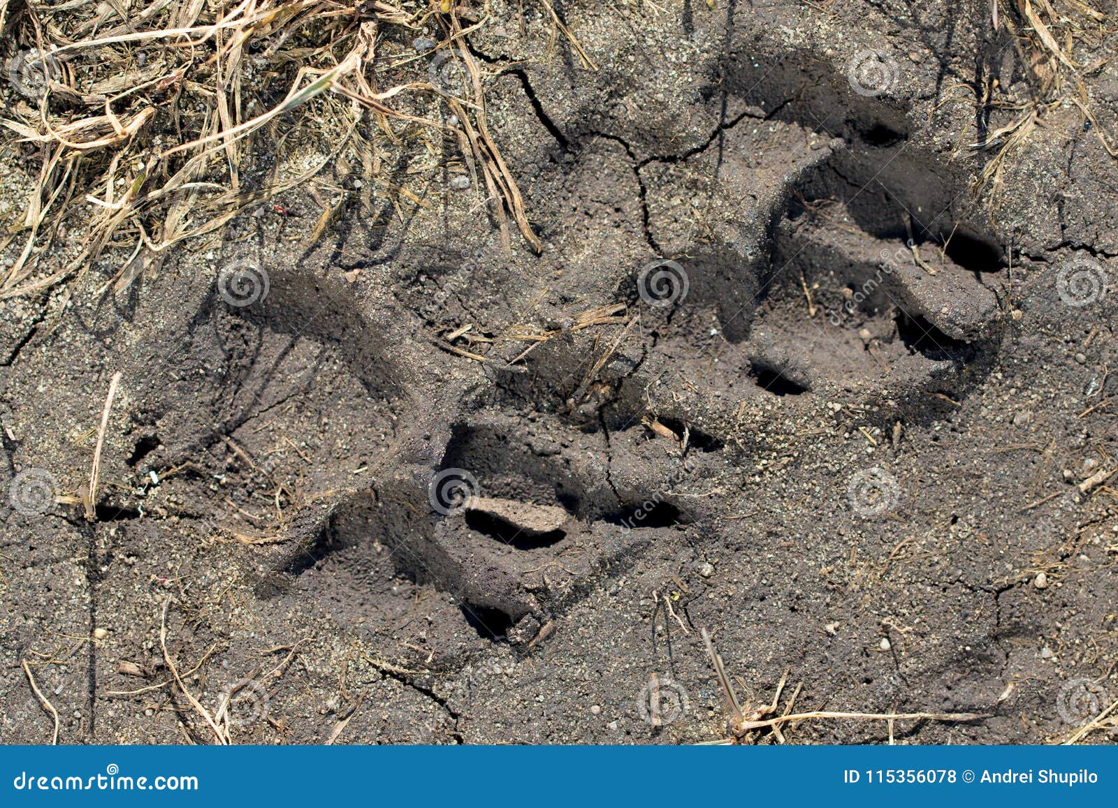 Trace from a Dog on Clay Soil Stock Photo - Image of nature, canine ...