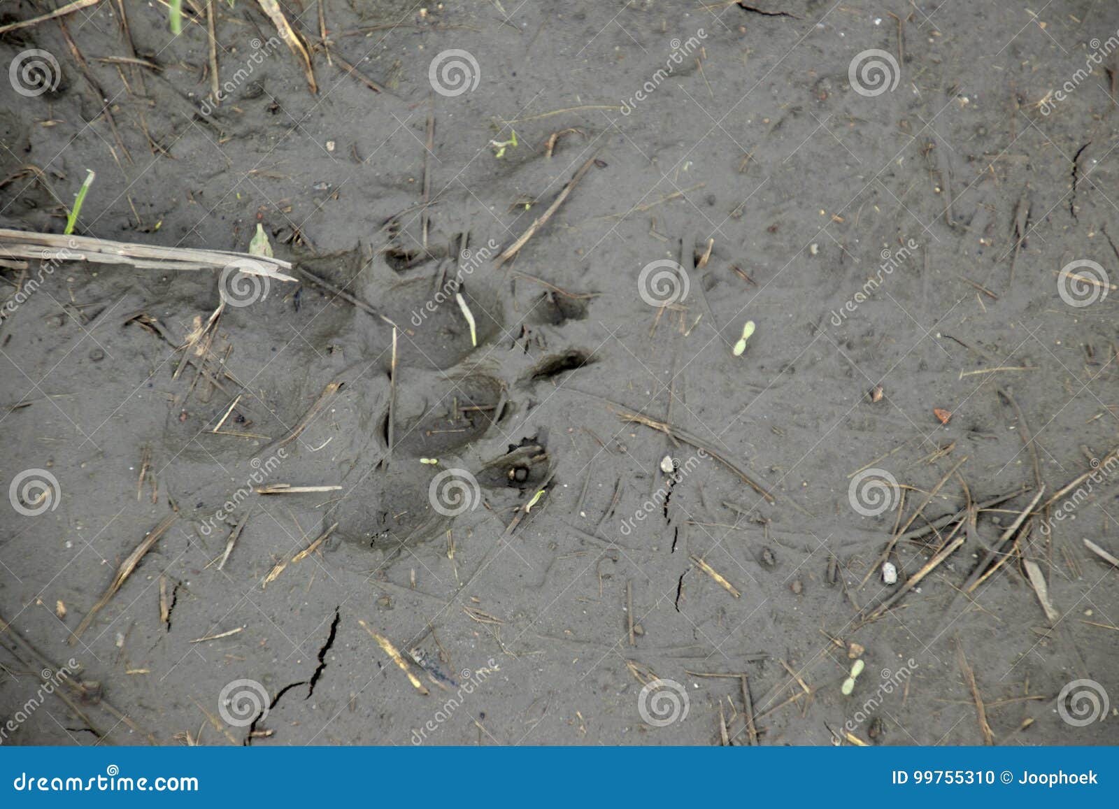 Trace of a dog in mud stock photo. Image of wett, soil - 99755310