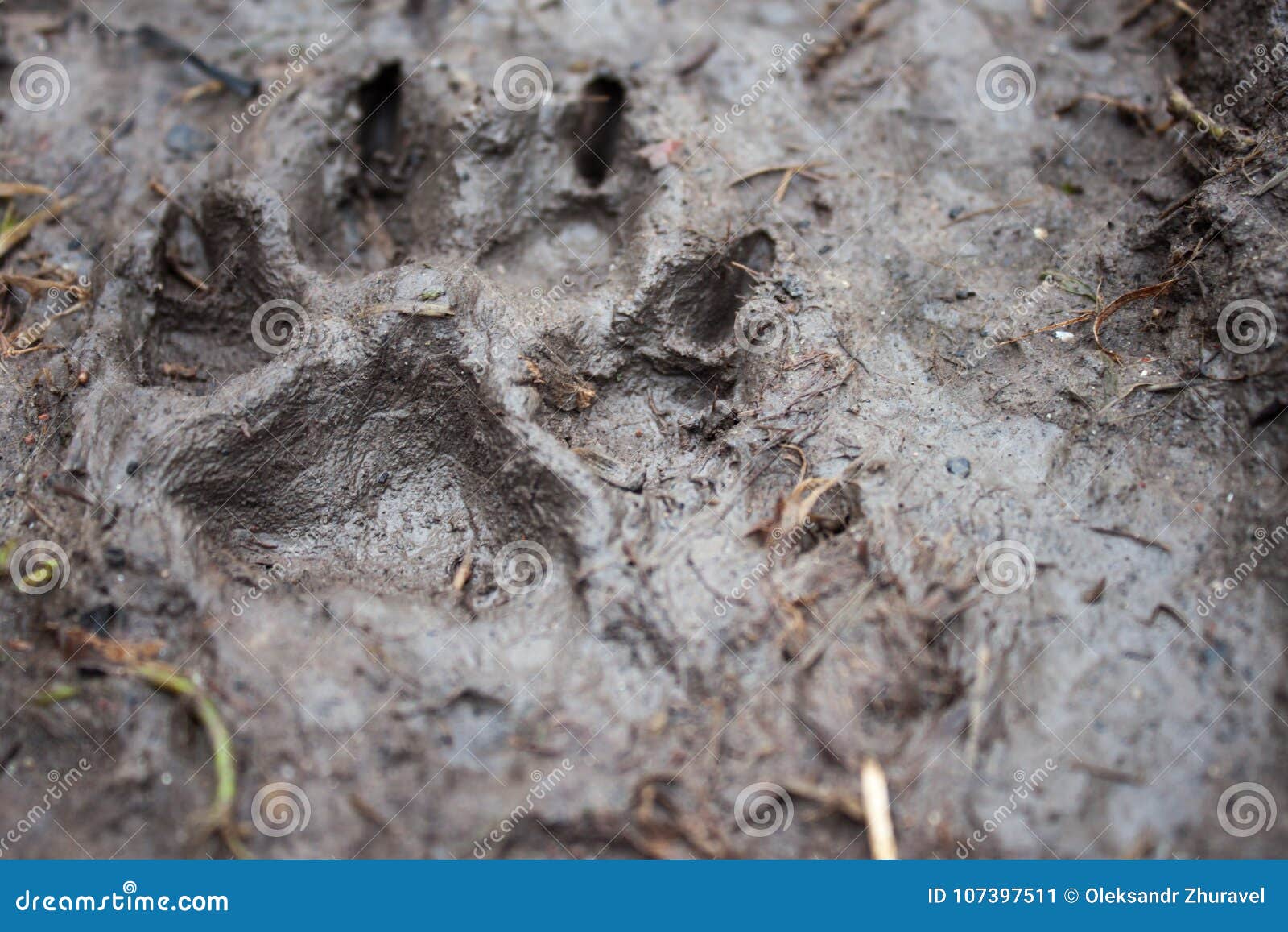 Trace of a dog stock image. Image of mark, symbol, dirty - 107397511