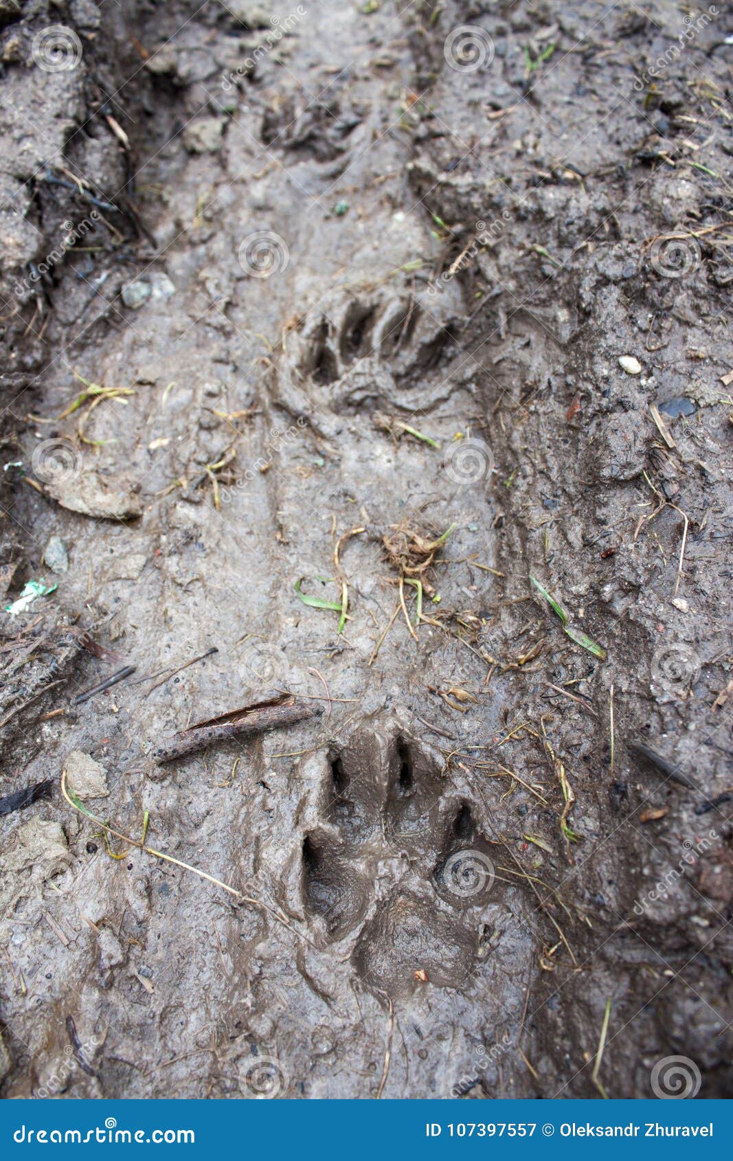 Trace of a dog stock image. Image of sign, toes, dirt - 107397557