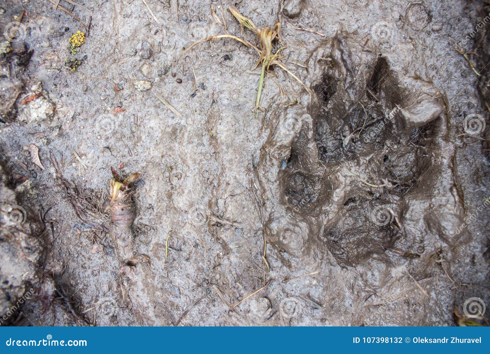 Trace of a dog stock photo. Image of track, nature, footprint - 107398132