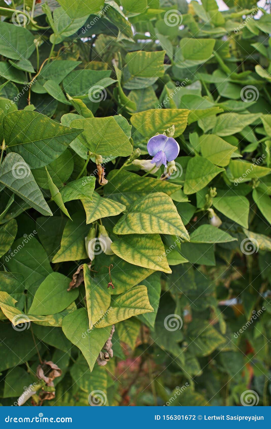 Trace Element Deficiency on Winged Bean Leaves Stock Photo - Image of ...