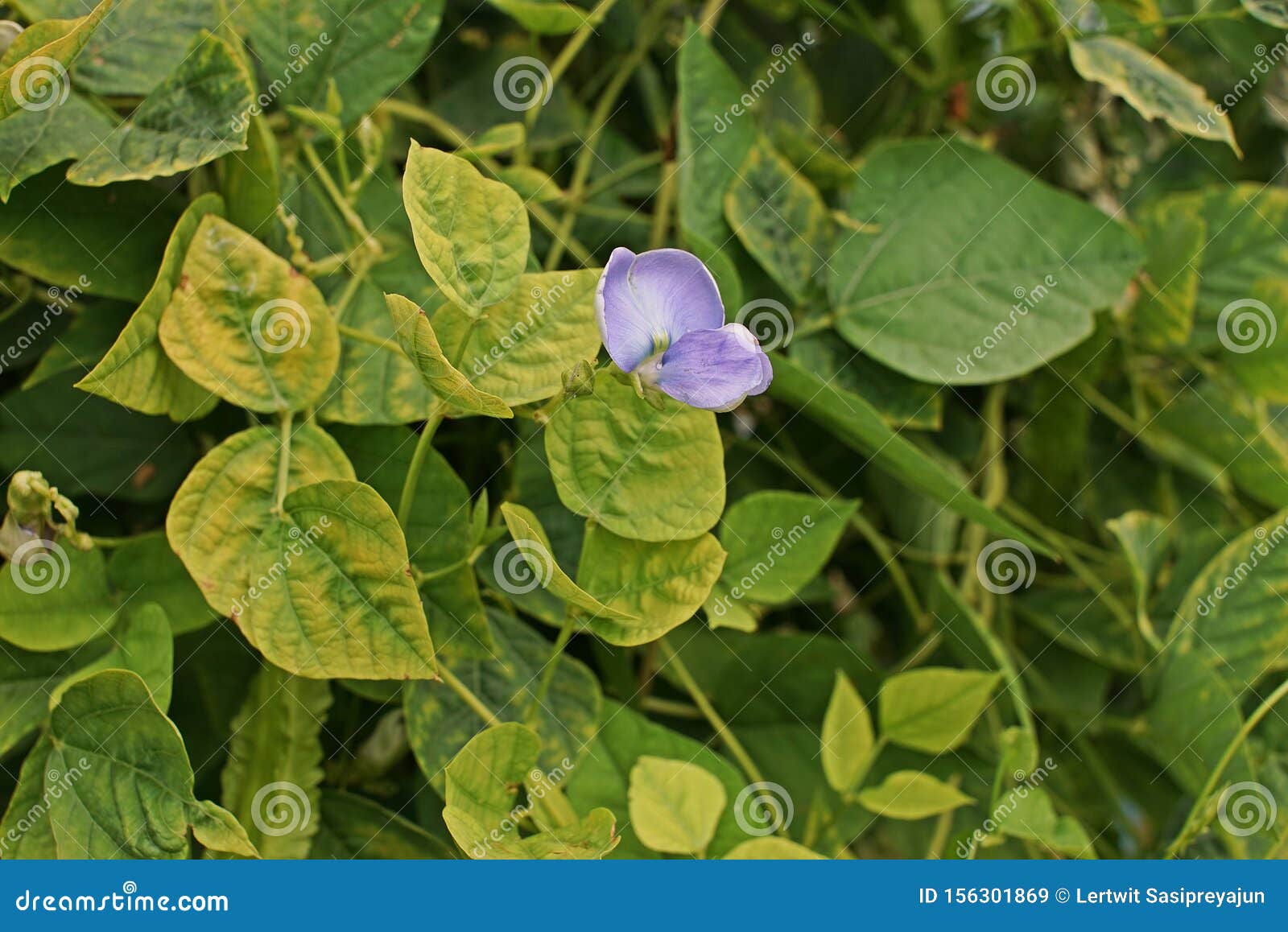 Trace Element Deficiency on Winged Bean Leaves Stock Image - Image of ...
