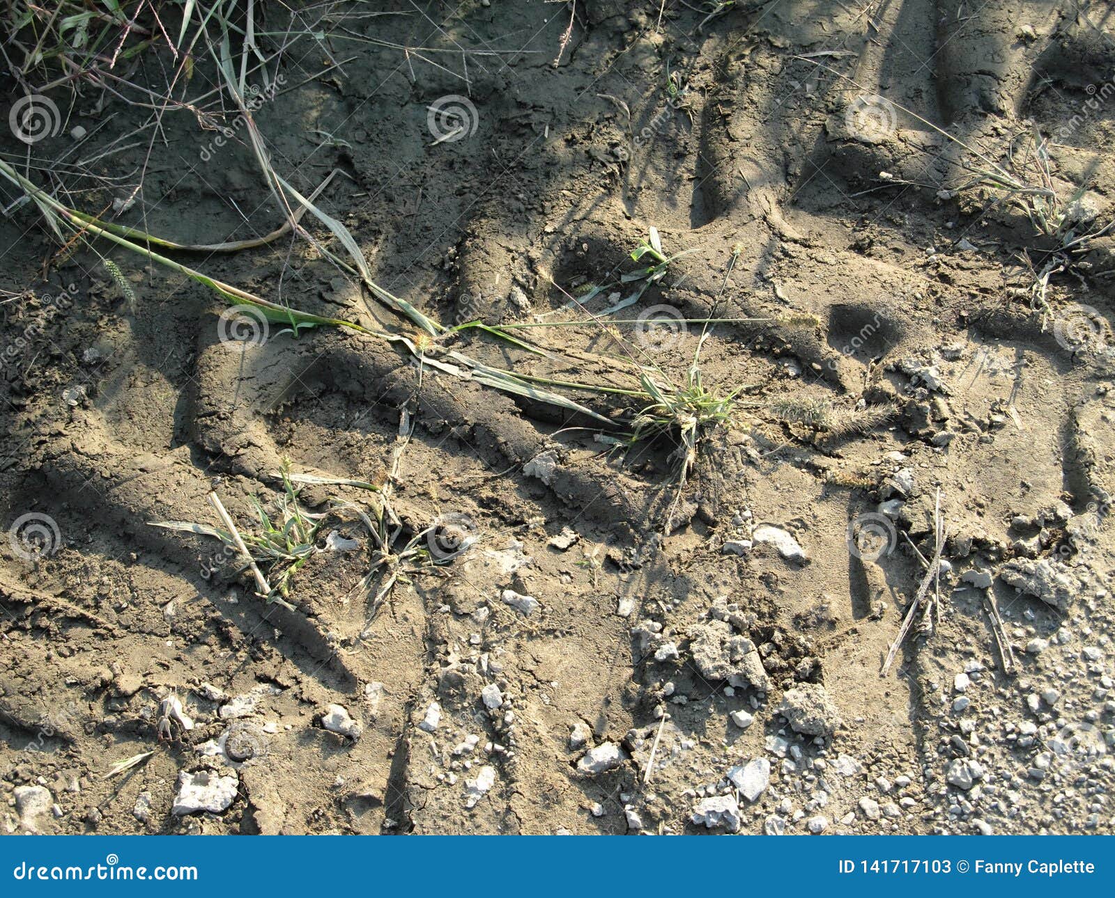 Trace in the Ground on Field Stock Image - Image of trace, ground ...