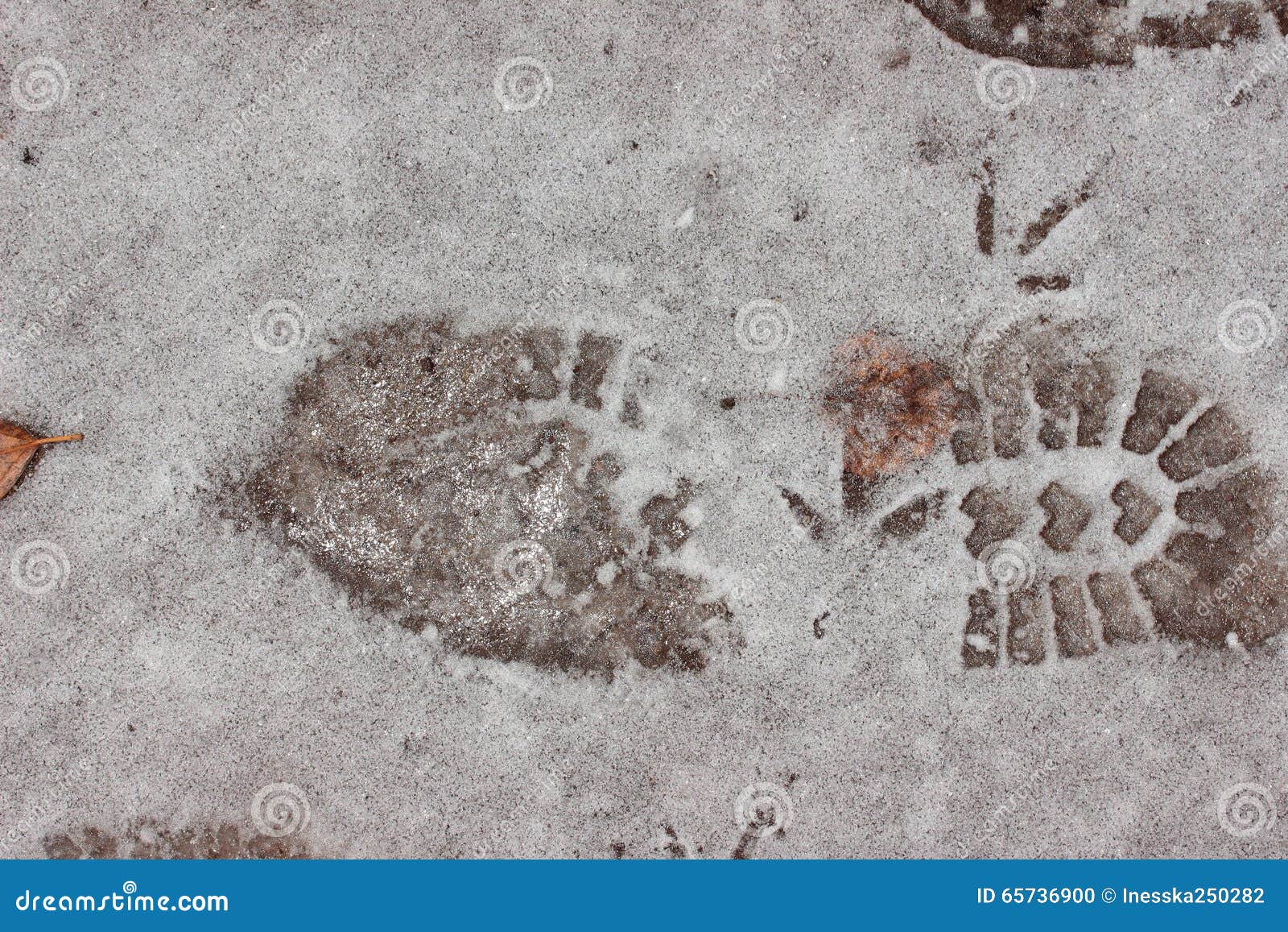 Trace of legs in the snow stock photo. Image of human - 65736900