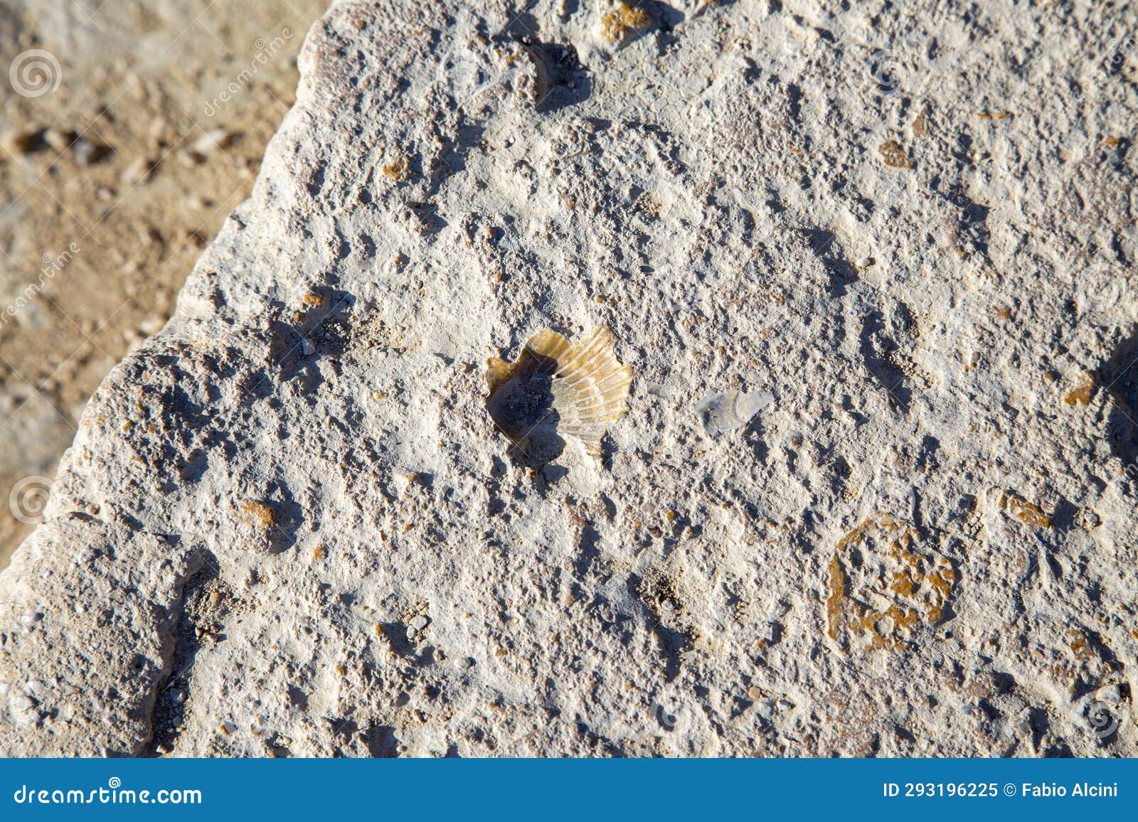 Trace of a Shell in Big Stone Block Stock Image - Image of trace, lava ...